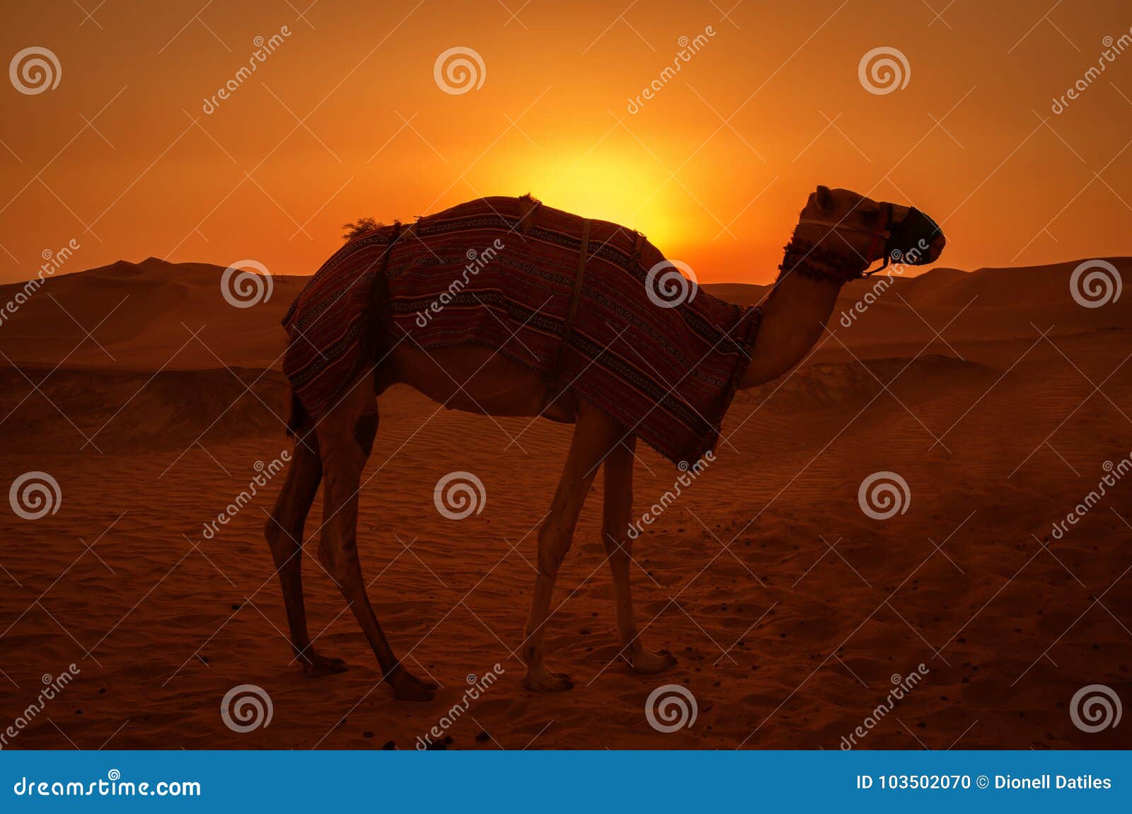 Camel in the Desert during Sunset. Stock Photo - Image of scenery ...