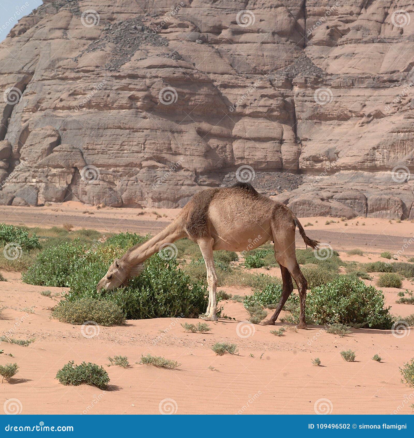 Camel in the desert stock photo. Image of arab, animal - 109496502