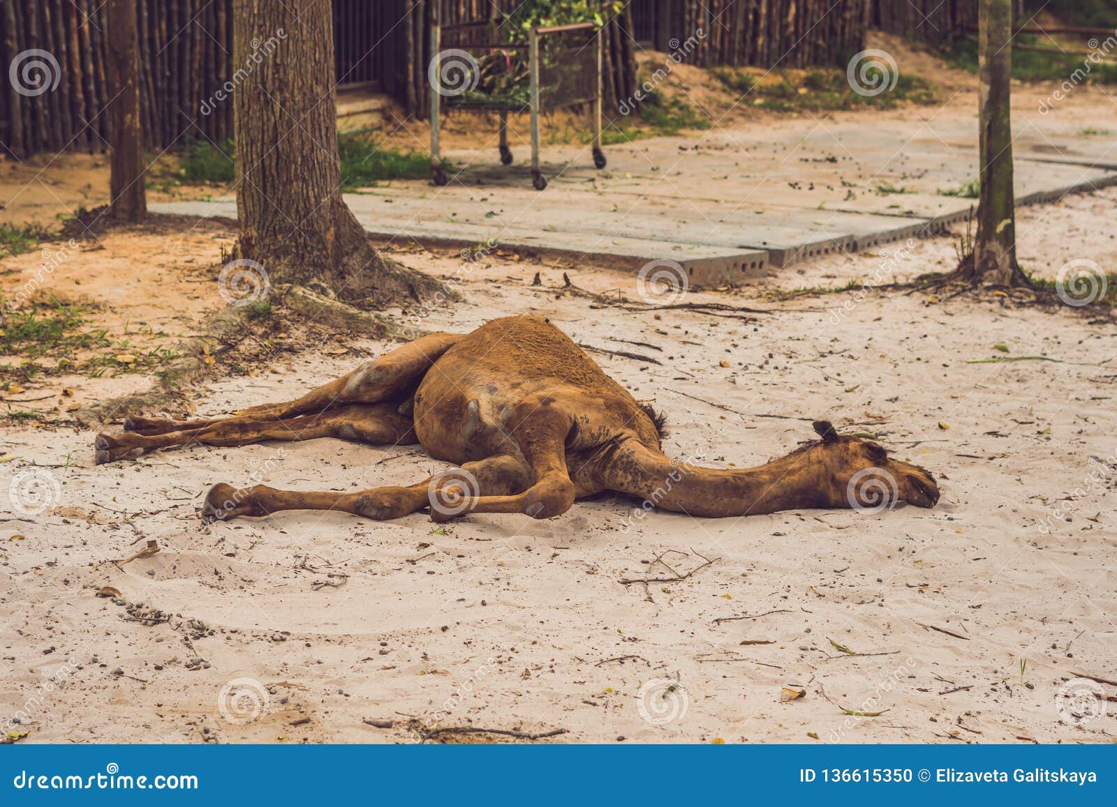 The Camel Died in the Zoo, Lies on the Ground Stock Photo - Image of ...