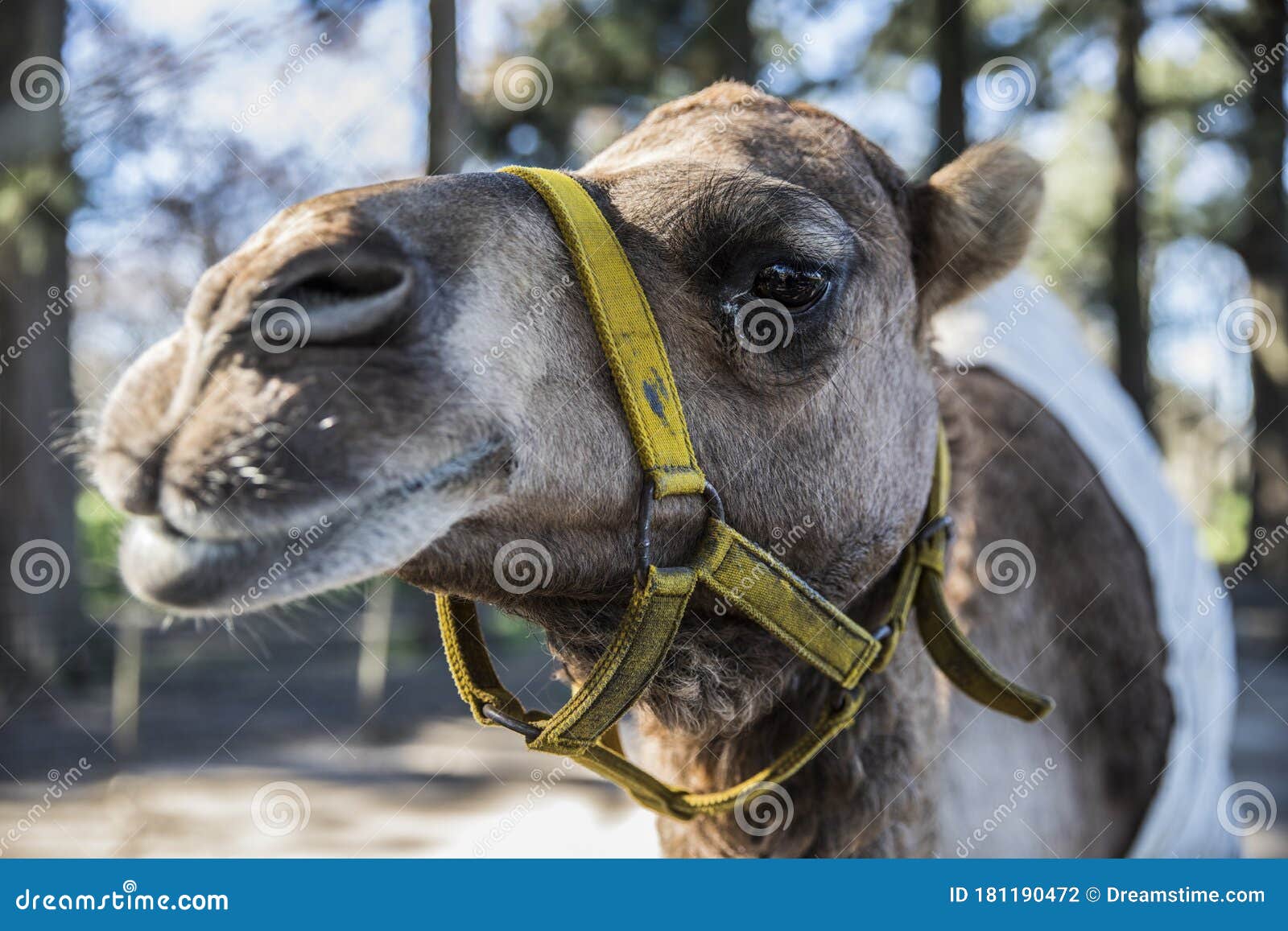 Camel in detail shot stock photo. Image of leader, outdoor - 181190472