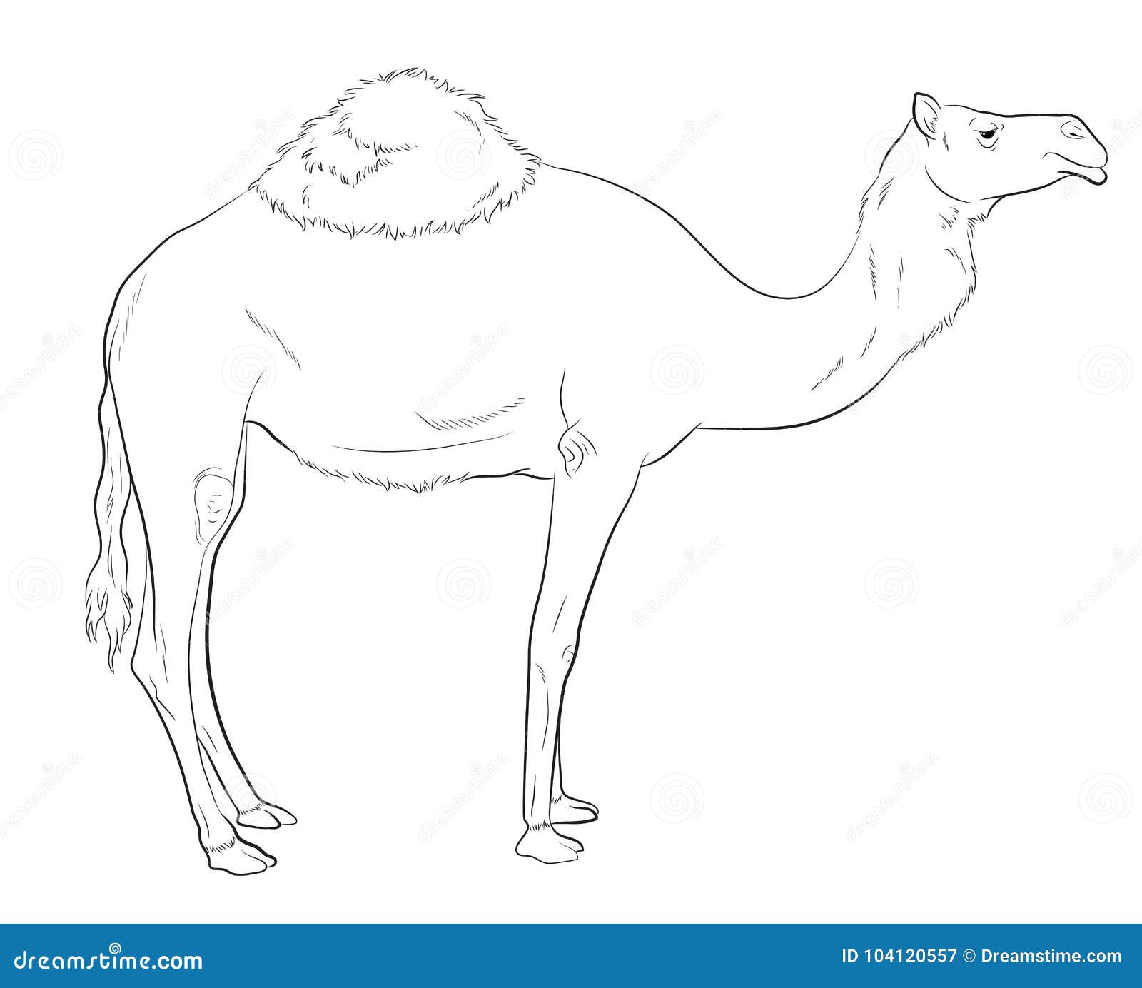 Camel Drawing In 2d Game Art Style Royalty-Free Cartoon | CartoonDealer ...