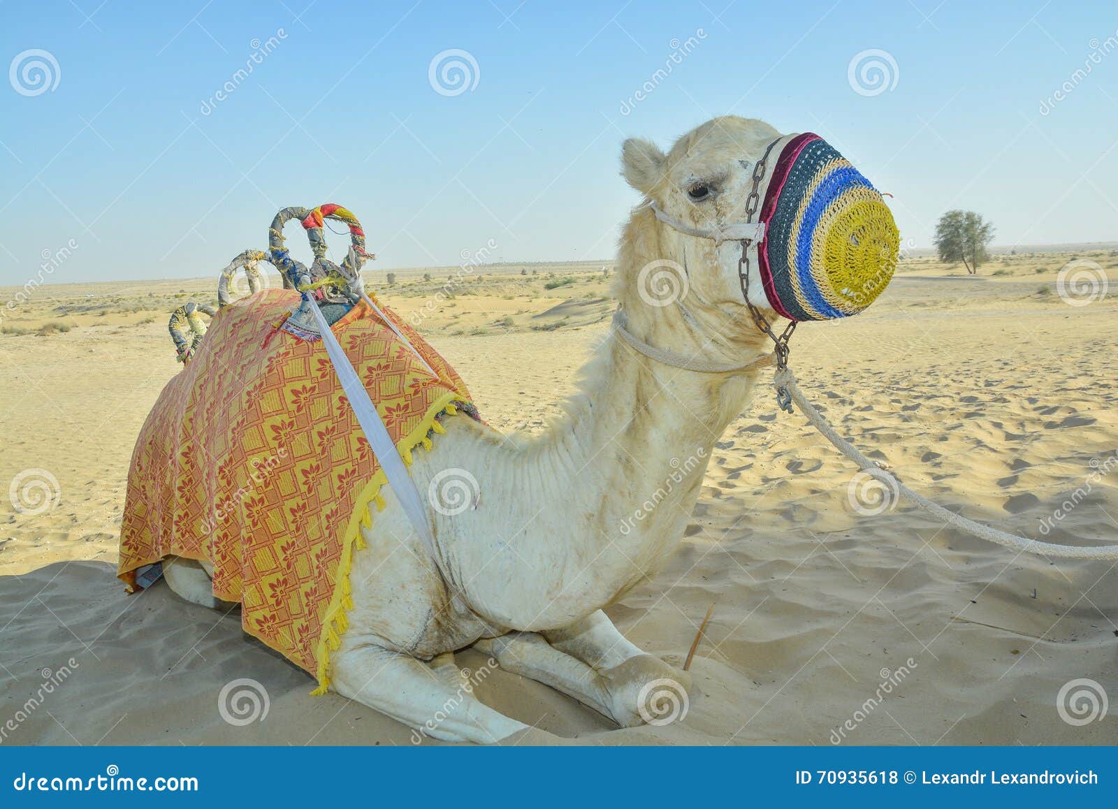Camel Dressed in Colourful Clothes in the Desert Stock Photo - Image of ...