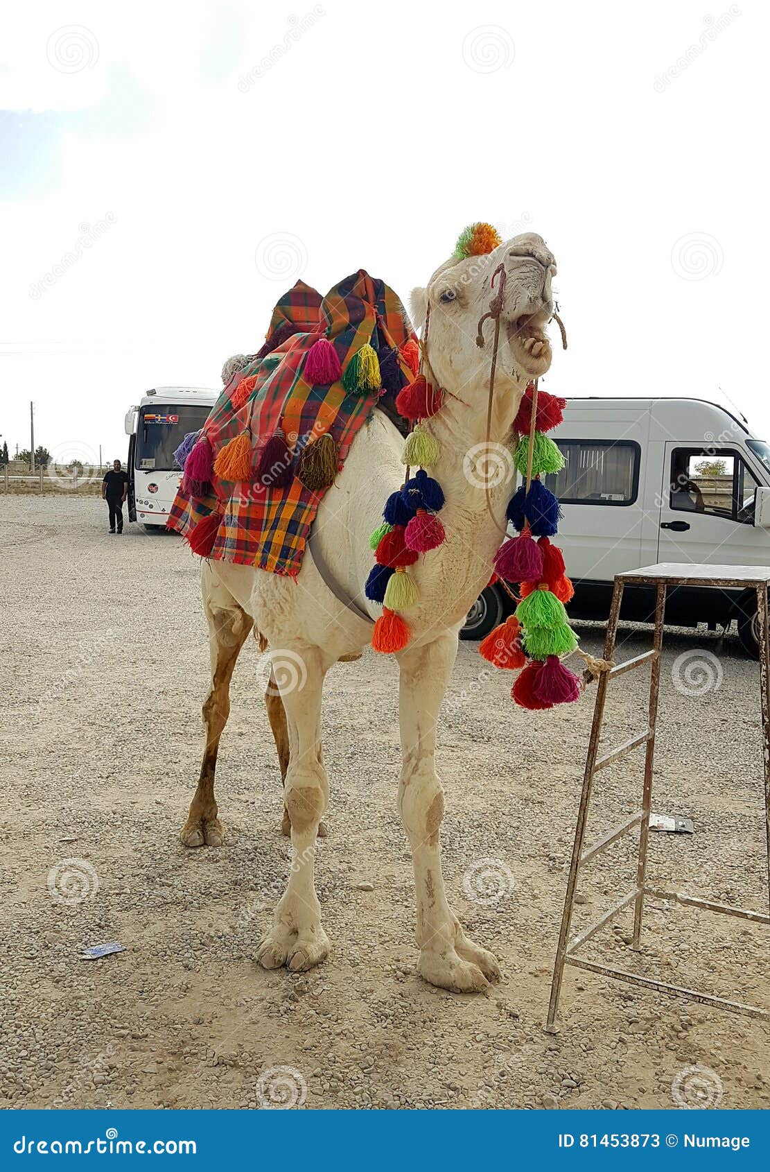 Camel Dressed in Colourful Clothes, Persepolis, Iran Stock Image ...