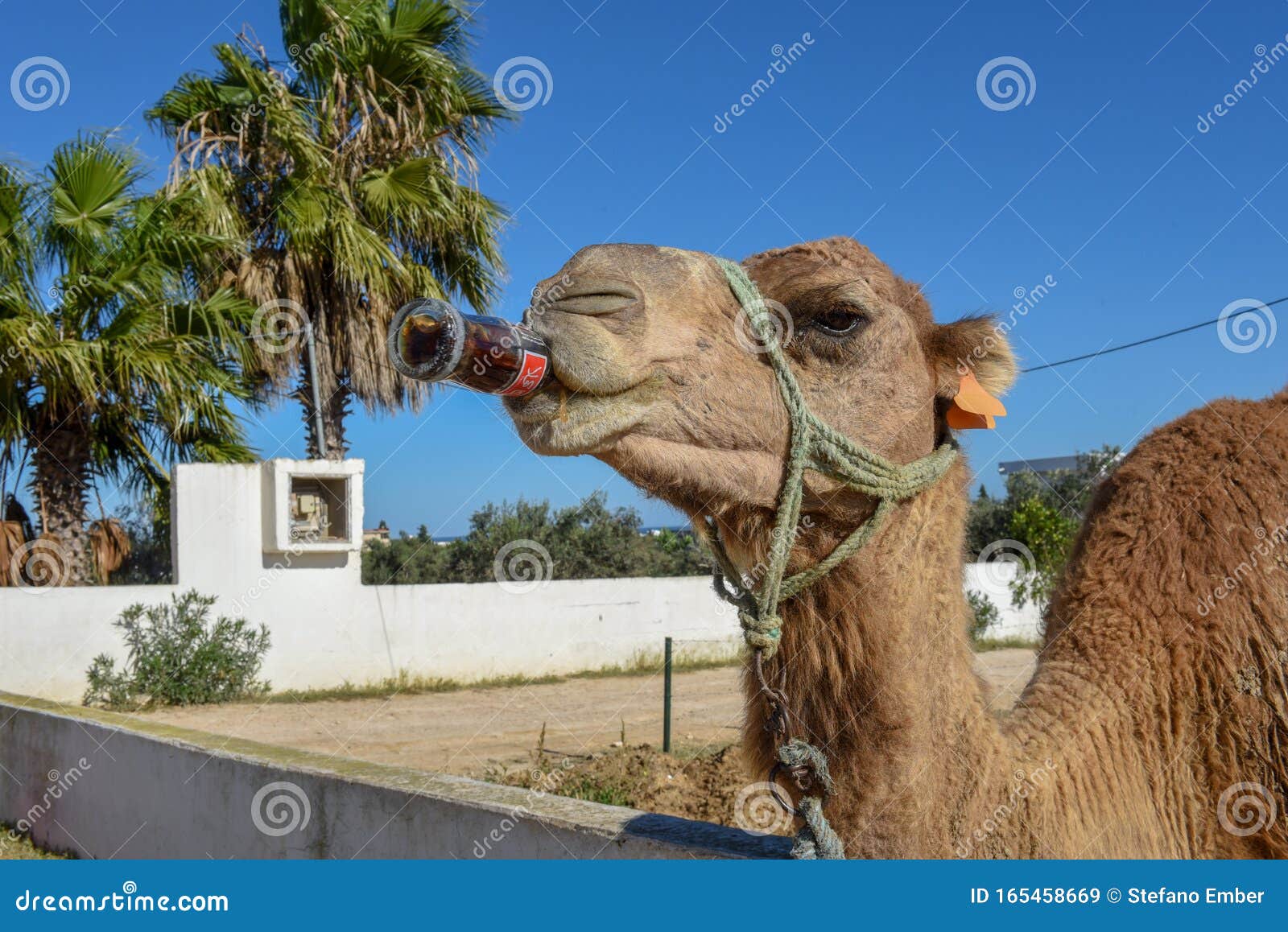 Camel Drinking Stock Photos - Download 204 Royalty Free Photos