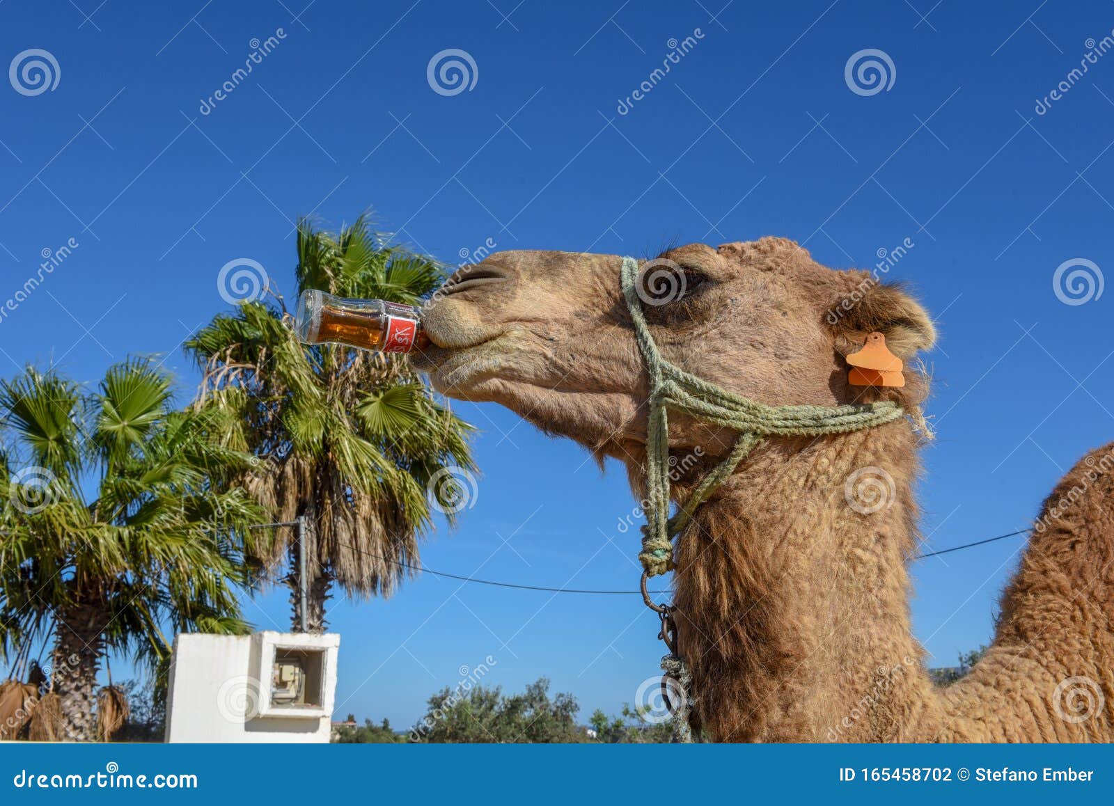 Camel Drinking a Coke at Sousse in Tunisia Editorial Photography ...