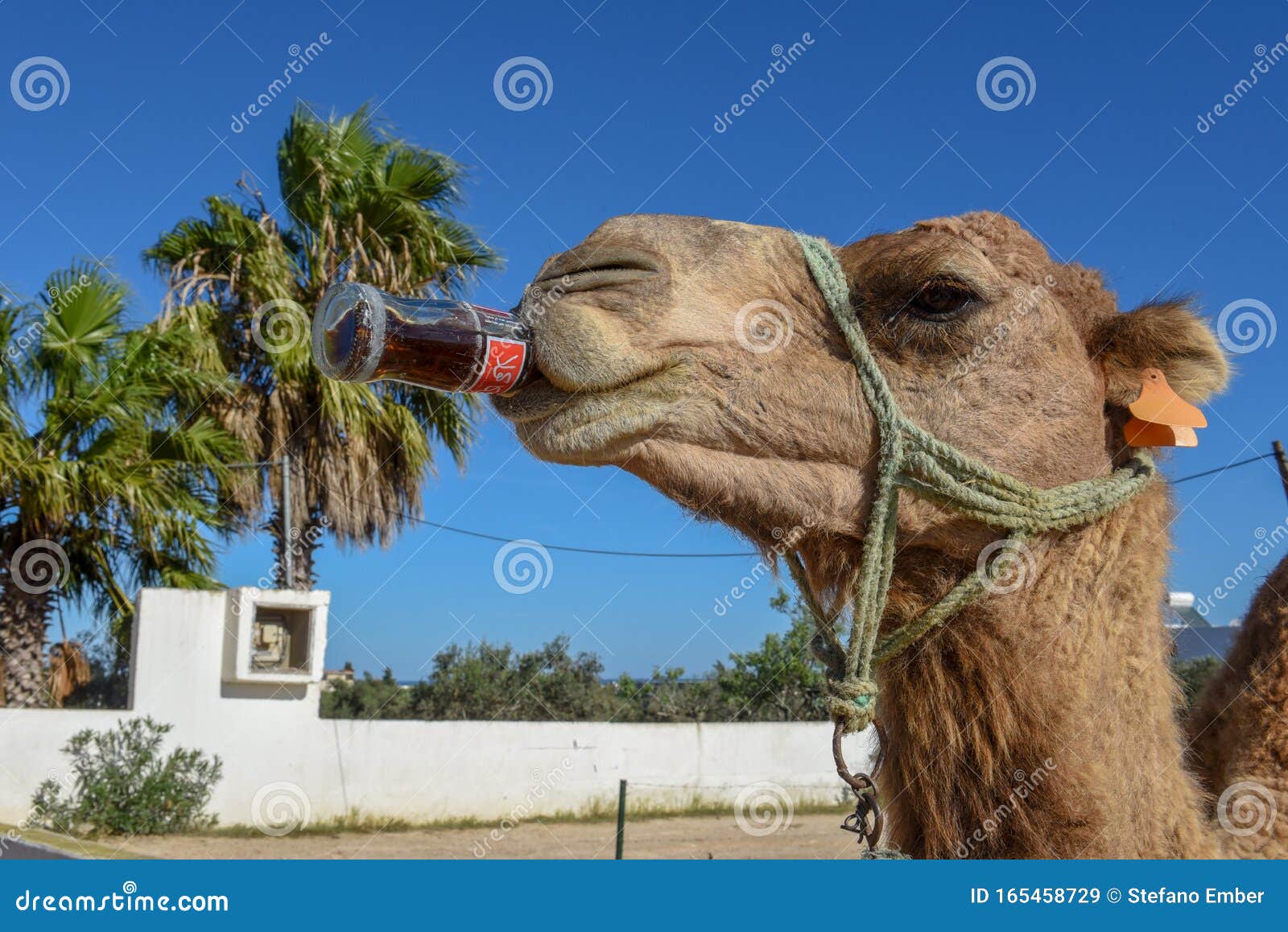 Camel Drinking a Coke at Sousse in Tunisia Editorial Stock Image ...