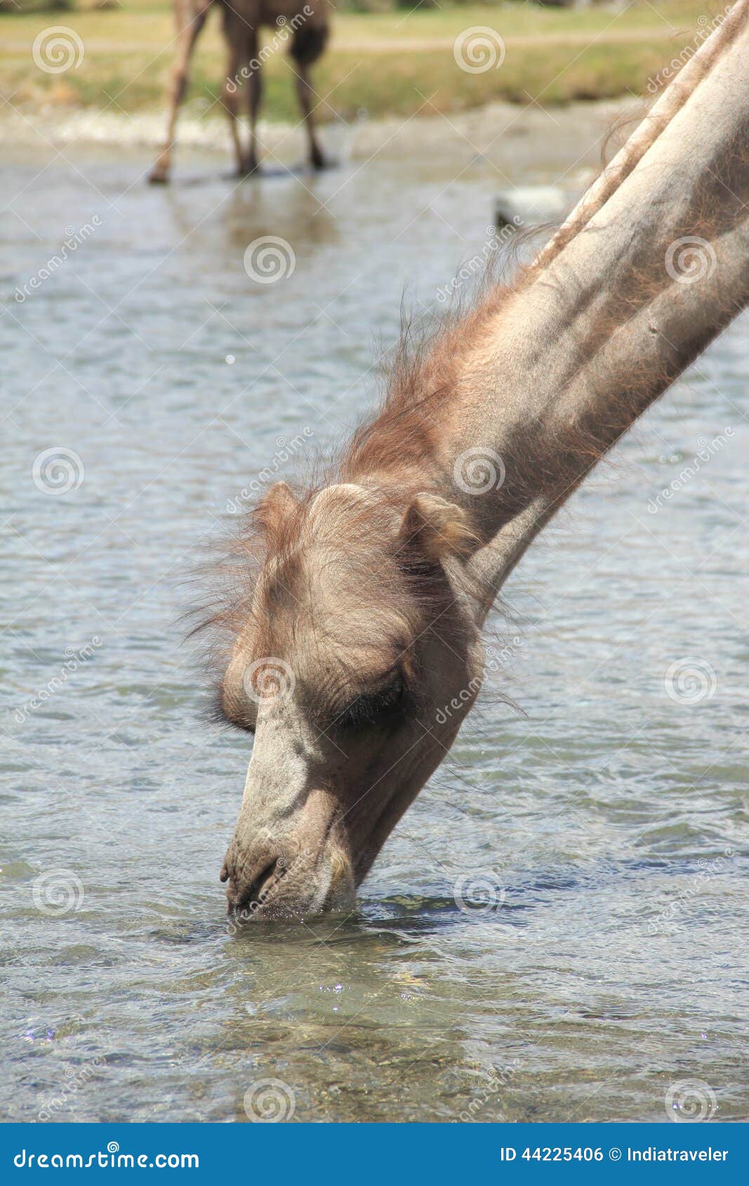 Camel Drinking Water. stock photo. Image of domestic - 44225406