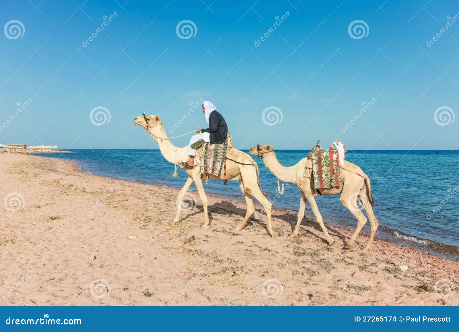 Camel driver editorial stock image. Image of nomadic - 27265174