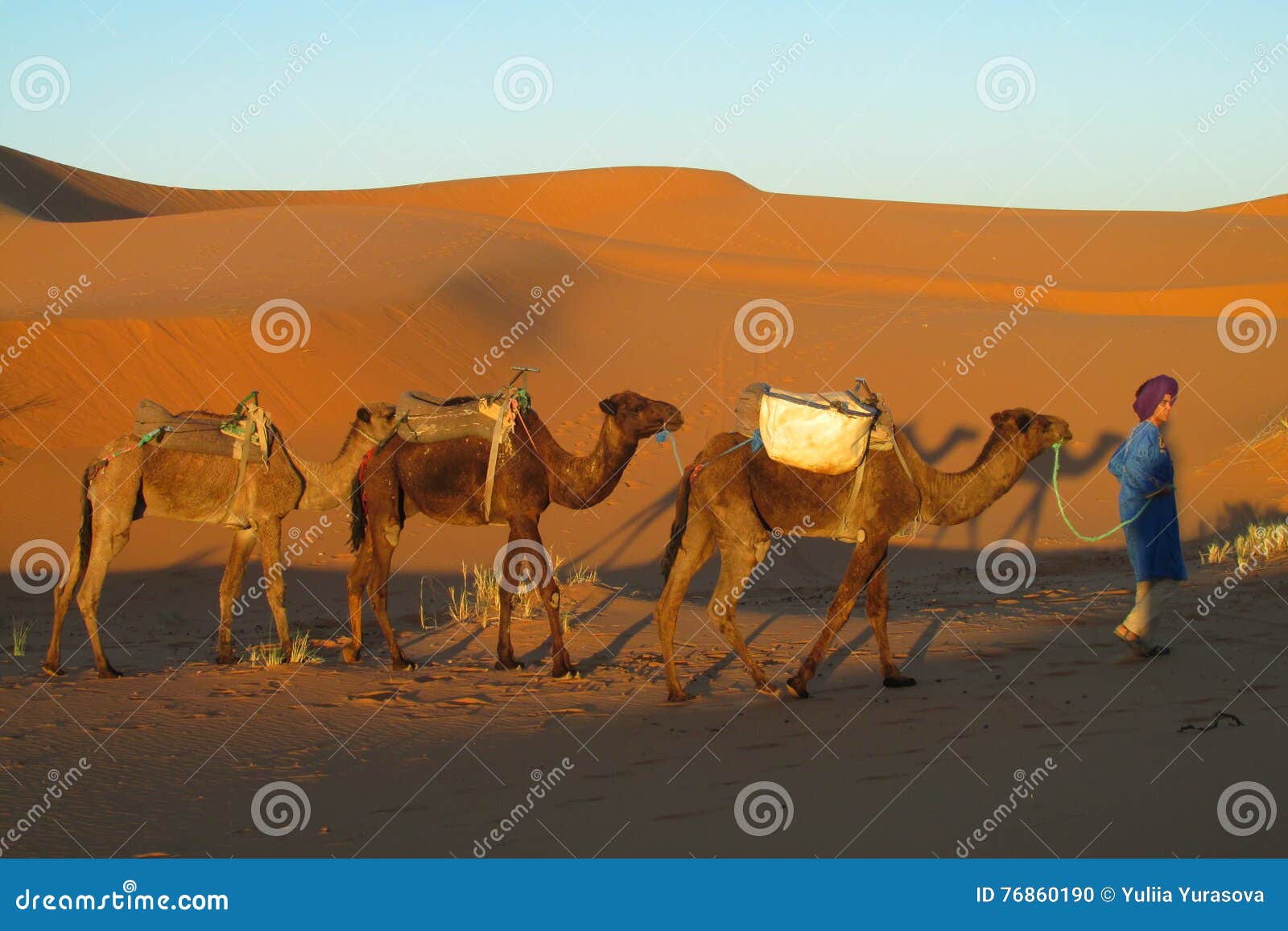 Camel Driver in African Desert Editorial Image - Image of domestic ...