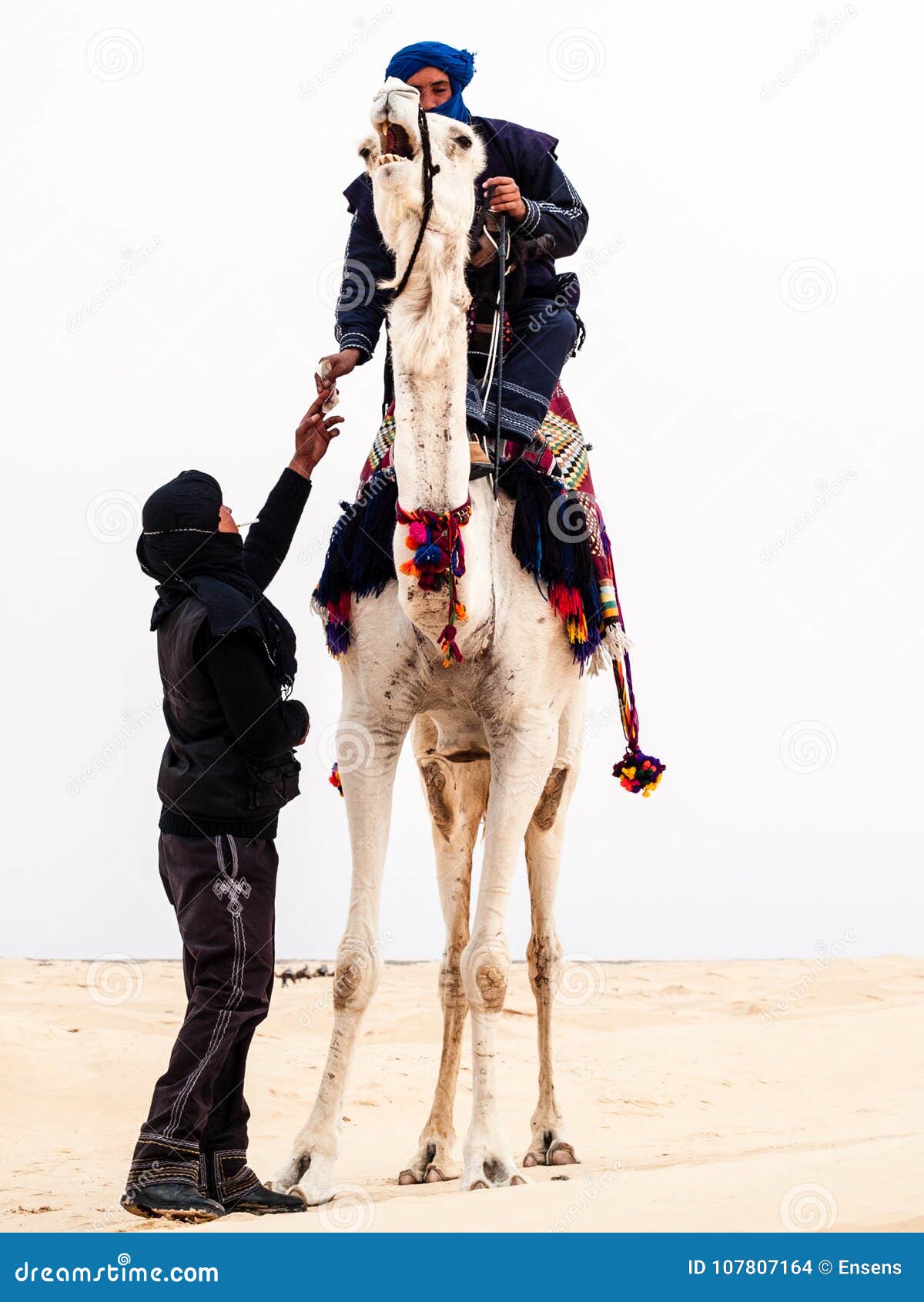 Camel Driver in Desert of Sahara Editorial Stock Image - Image of ...