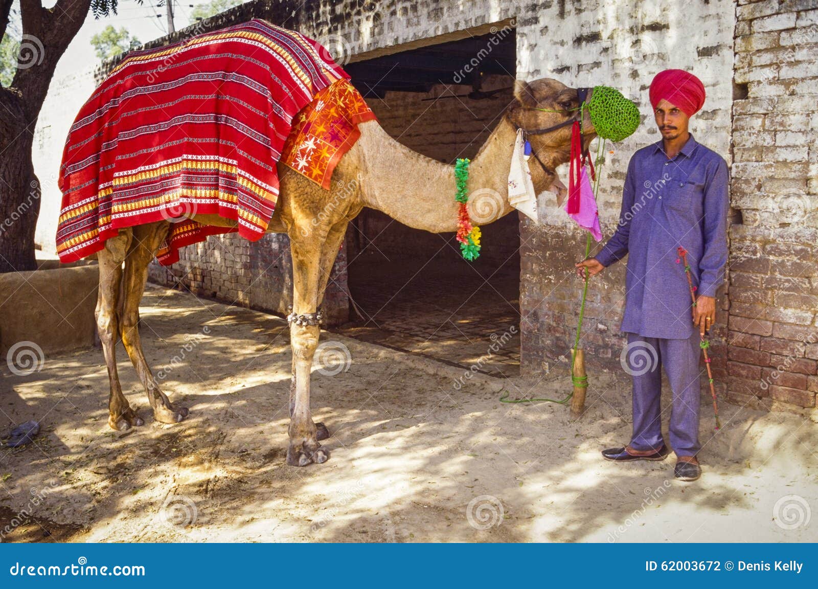 Camel with Driver in Punjab, India Editorial Photography - Image of ...