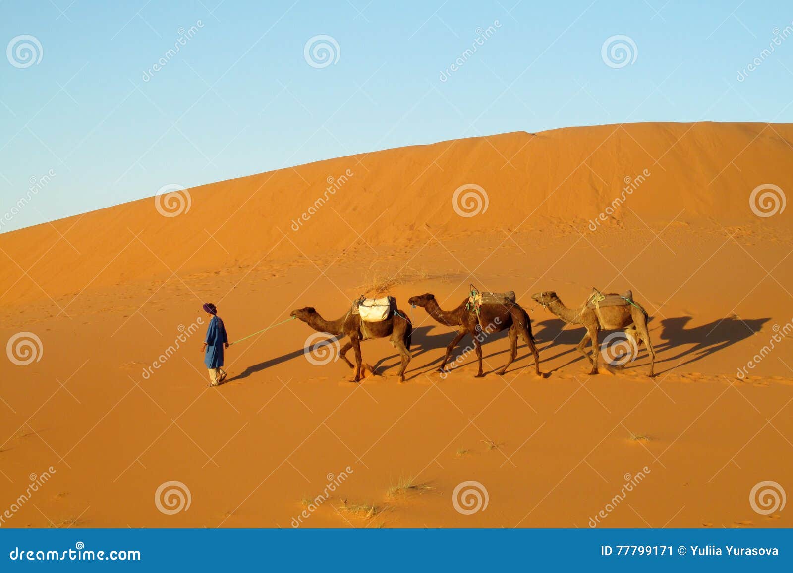 Camel Driver with Three Camels in Sand Desert Editorial Photo - Image ...