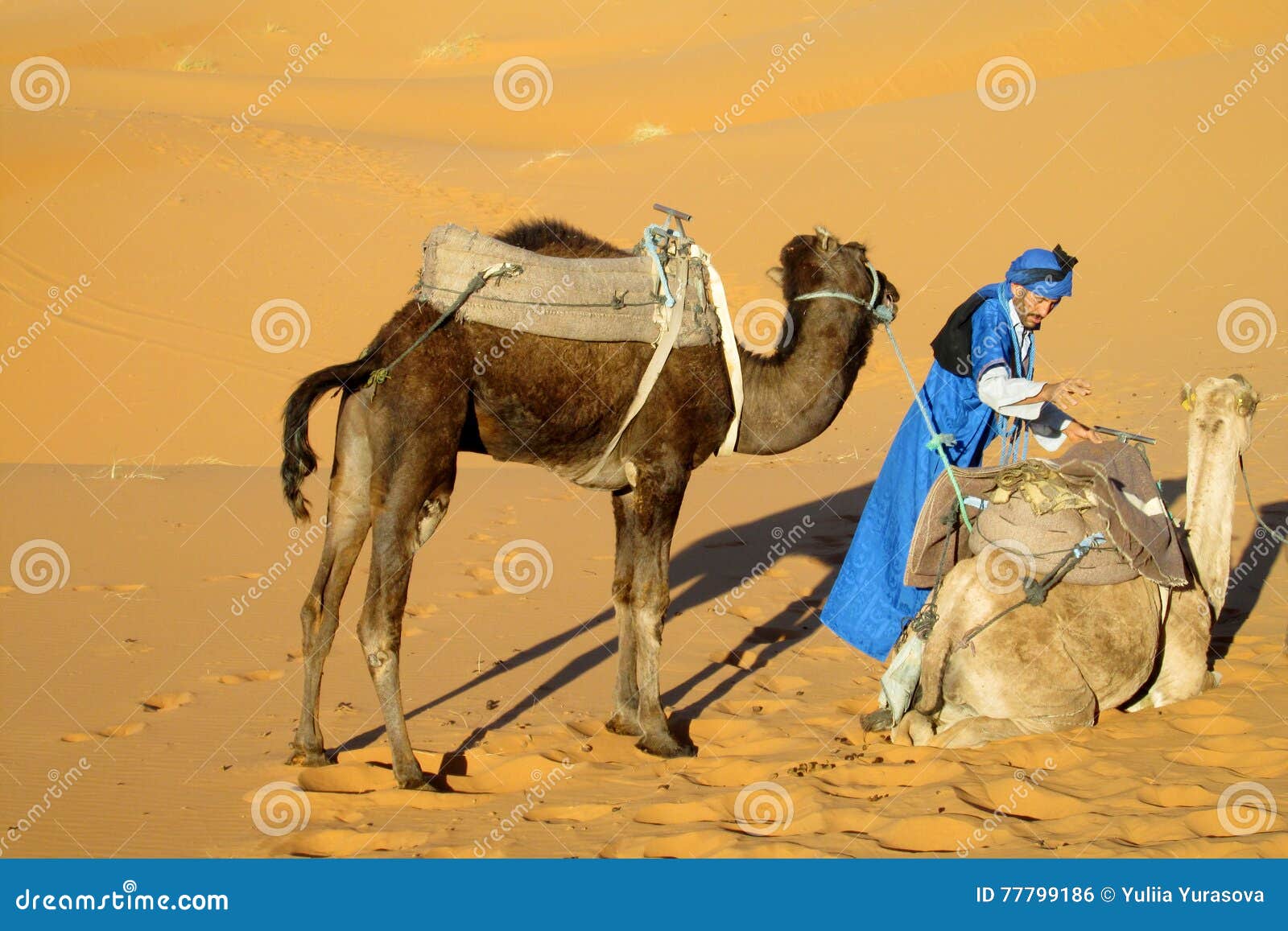Camel Driver With His Camels On The Way To Pushkar Camel Fair ...