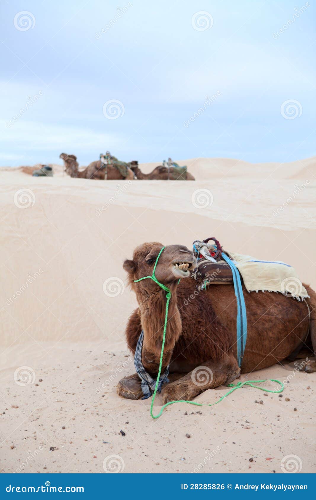 Camel dromedary stock photo. Image of dunes, climate - 28285826