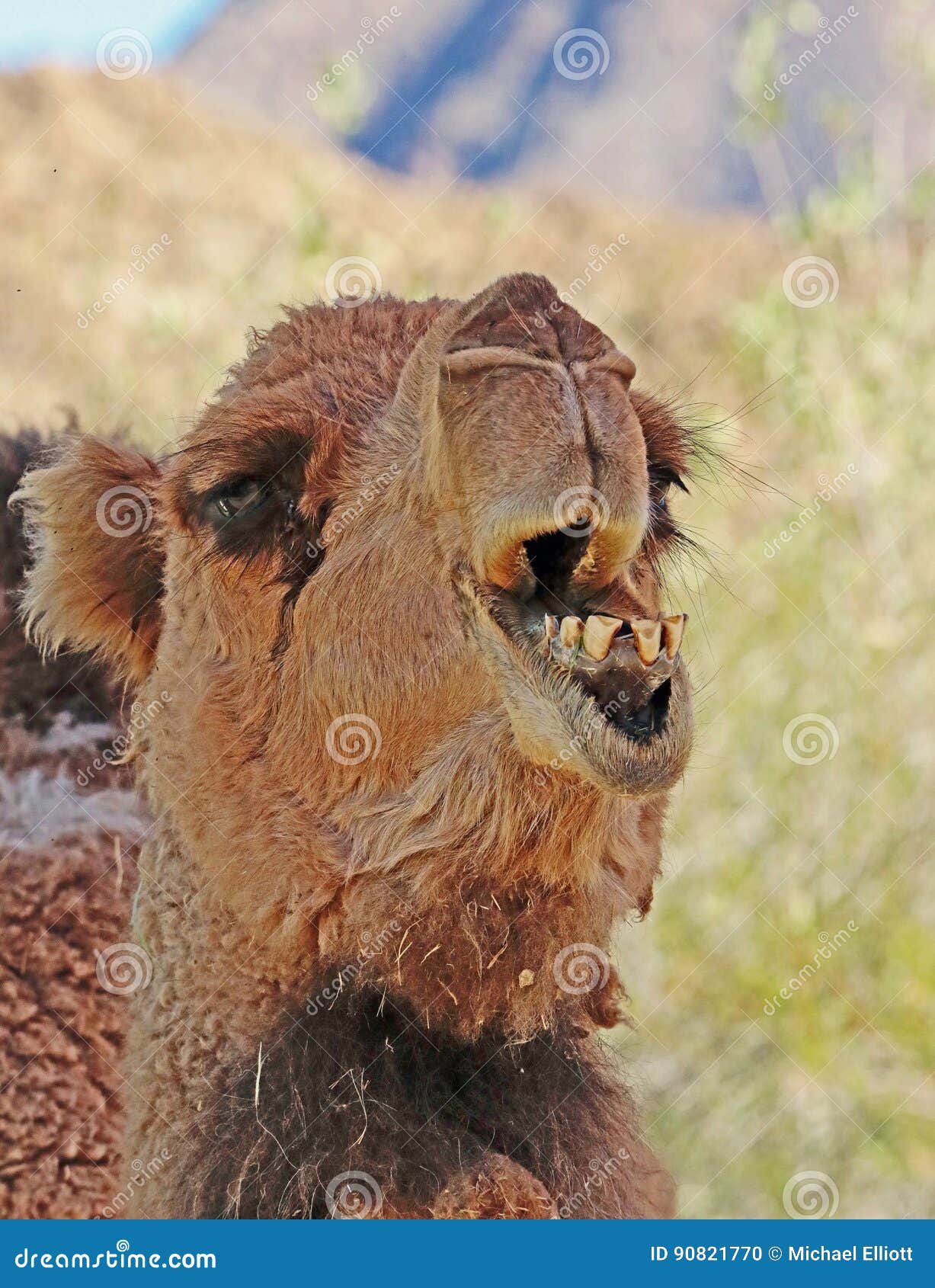 Camel stock photo. Image of tame, teeth, camel, furry - 90821770