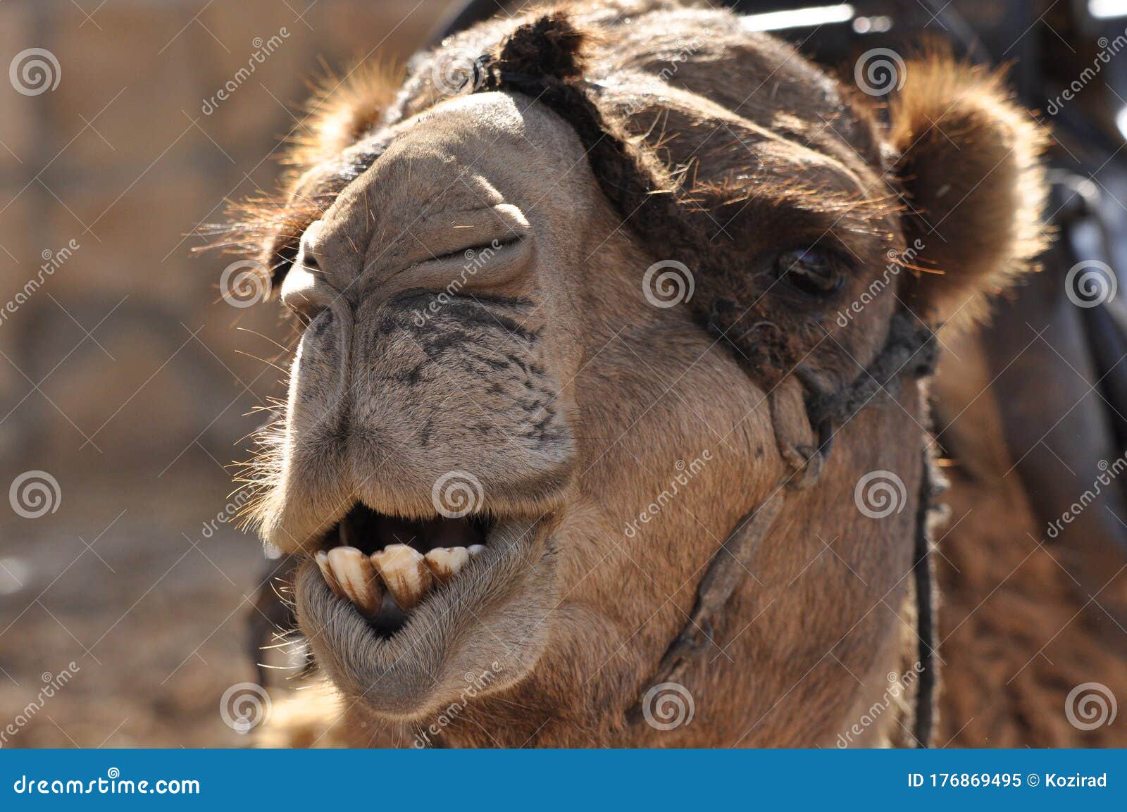 Camel, Dromedary in a Halter. a Persistent Pack Animal Called a Desert ...