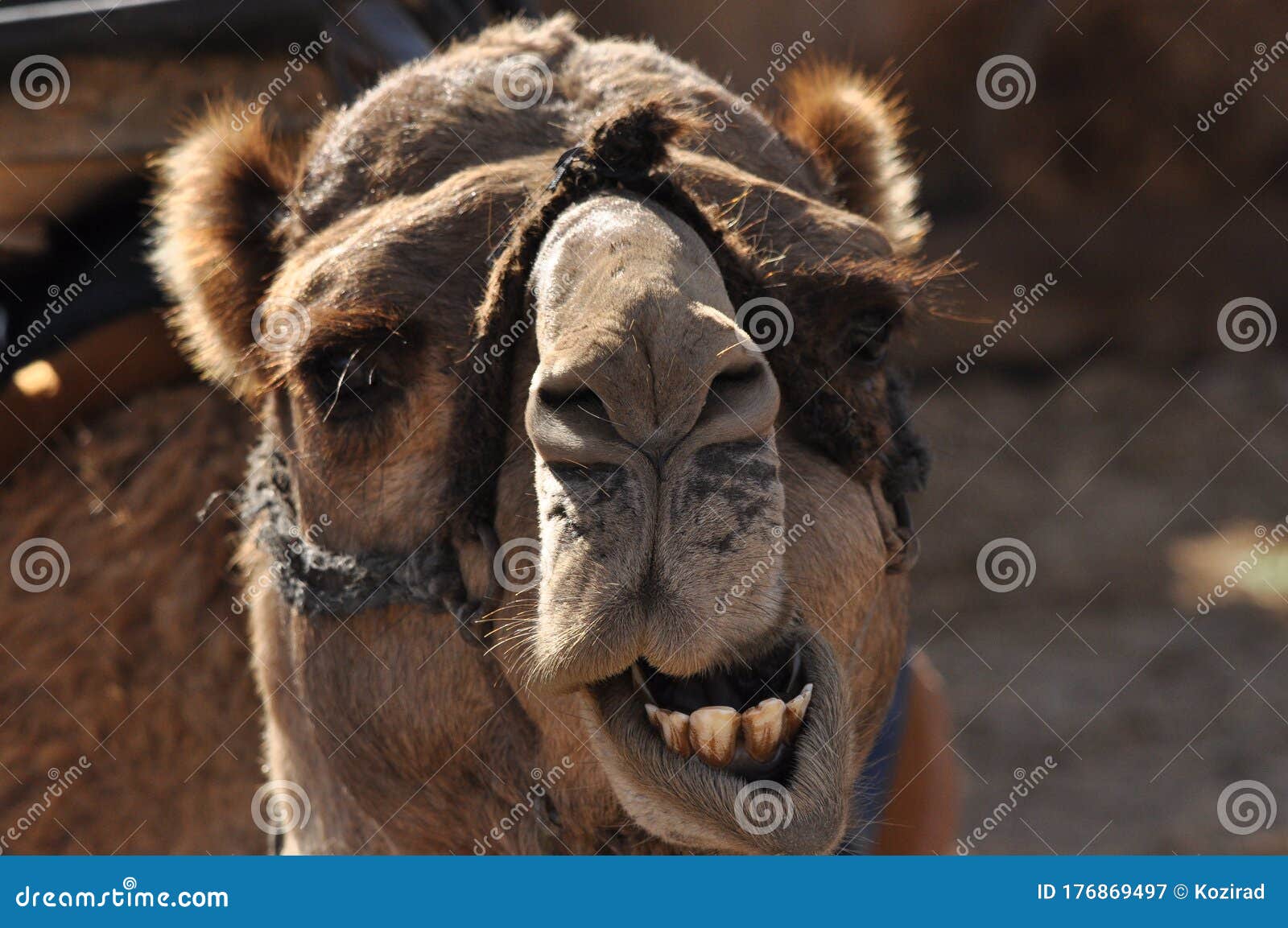 Camel, Dromedary in a Halter. a Persistent Pack Animal Called a Desert ...