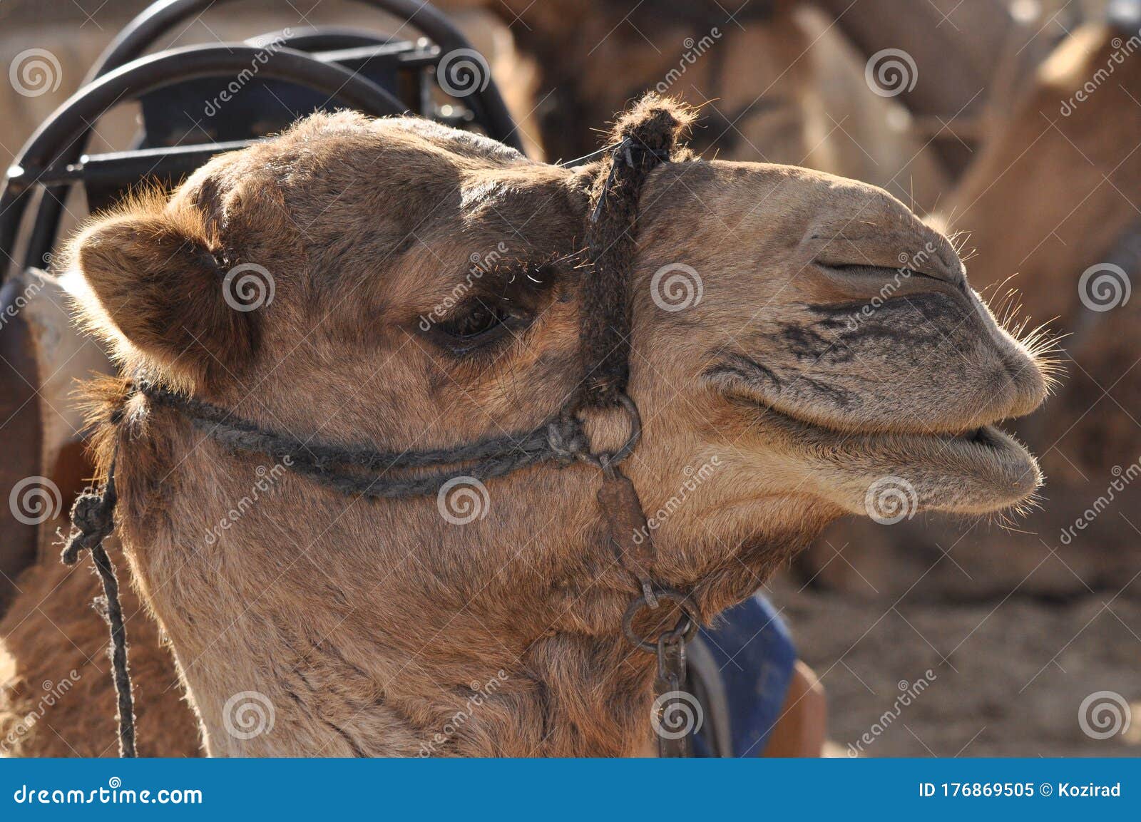 Camel, Dromedary in a Halter. a Persistent Pack Animal Called a Desert ...
