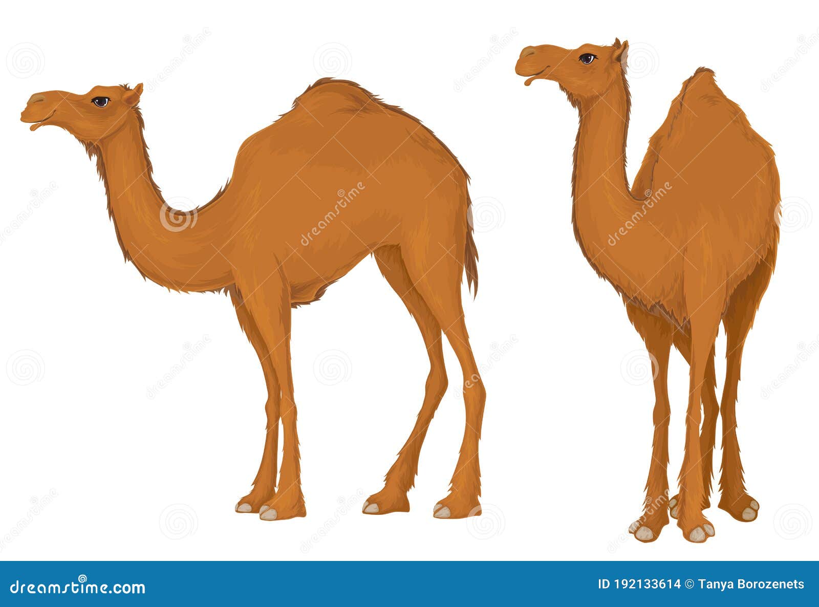 Camel.Dromedary,Illustration Isolated on White Background Stock Vector ...