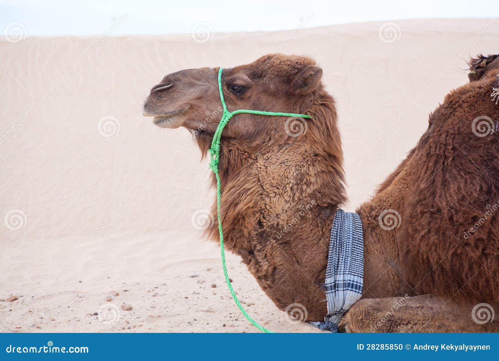 Camel Dromedary in Profile at Rest in Desert Stock Photo - Image of ...