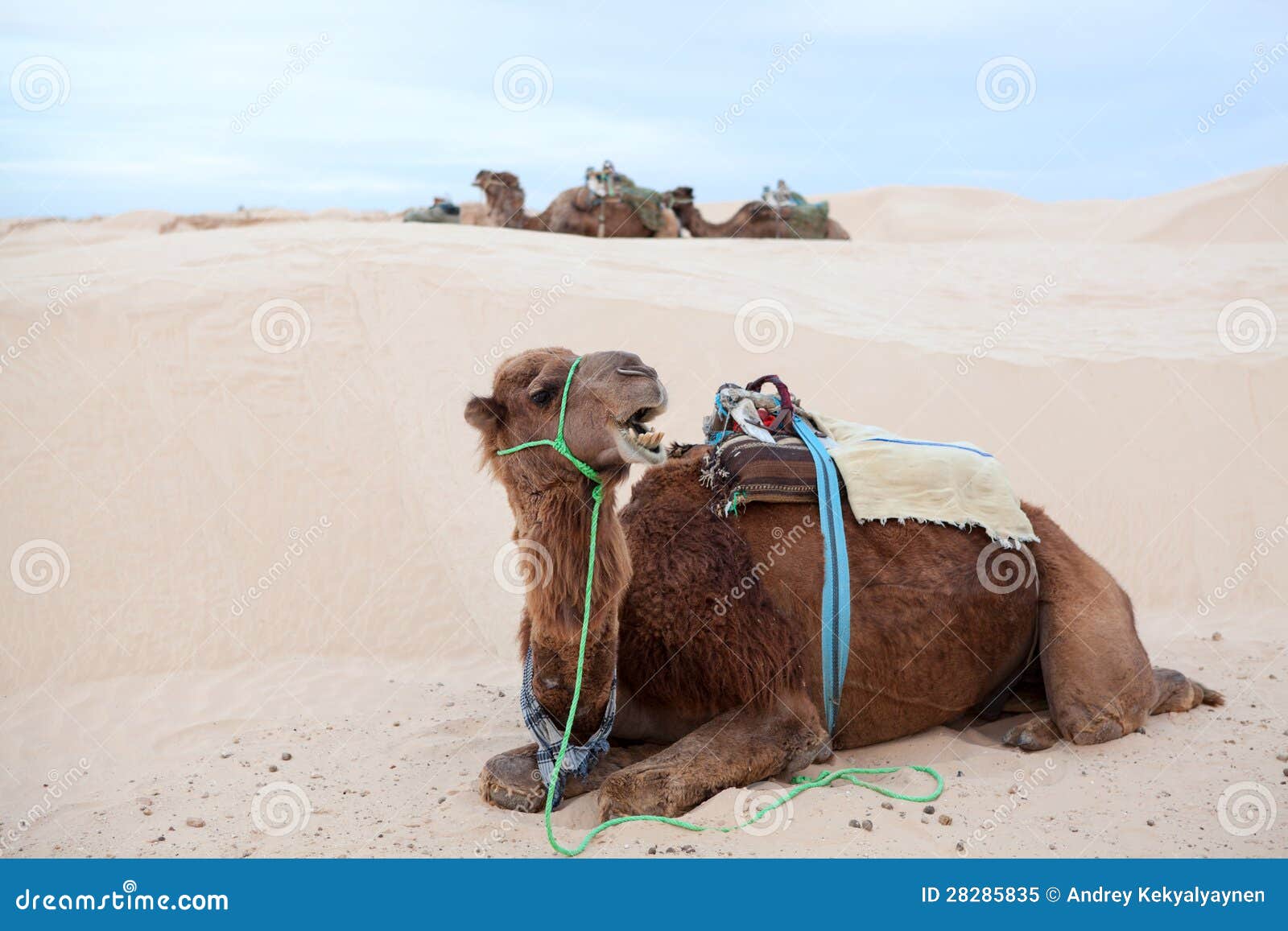 Camel dromedary on sand stock image. Image of african - 28285835