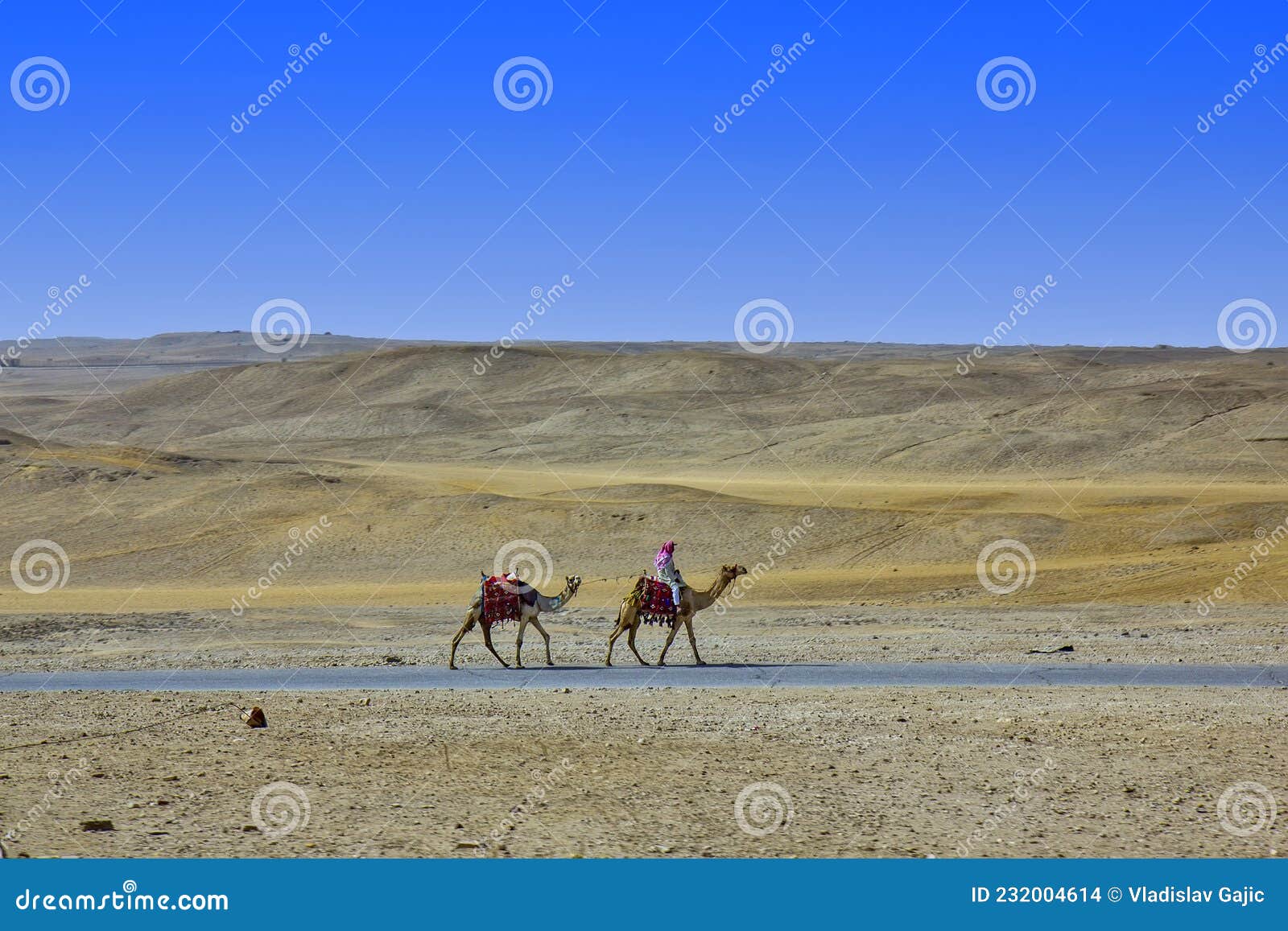 Camel in the dry desert editorial stock image. Image of dromedary ...