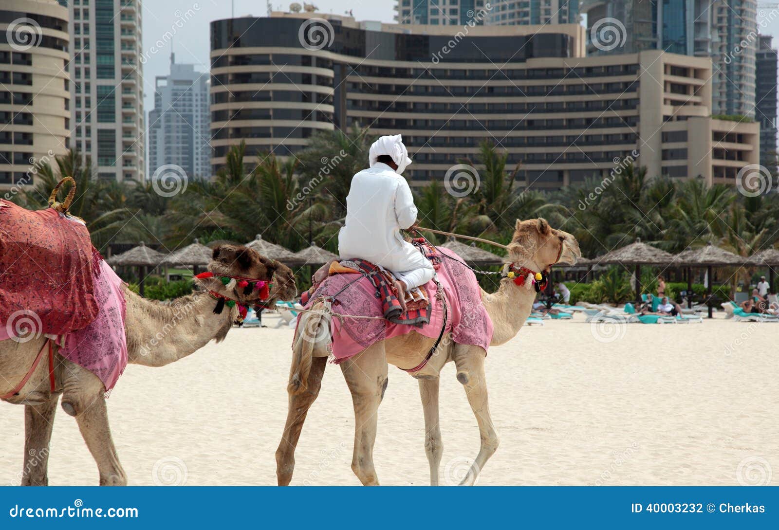 Camel In Dubai Stock Photography | CartoonDealer.com #40003232