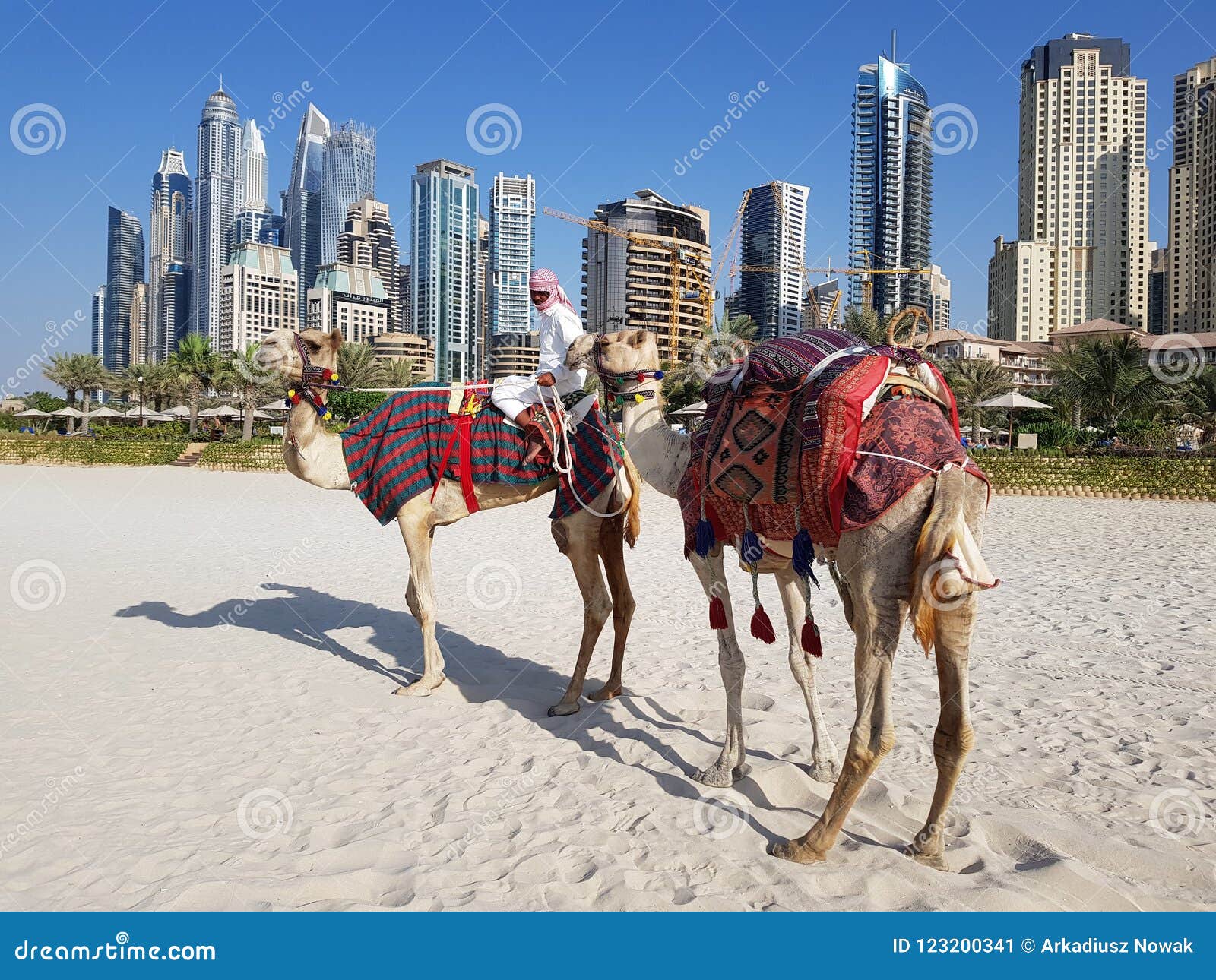 Camel editorial photo. Image of dubai, buildings, camel - 123200341