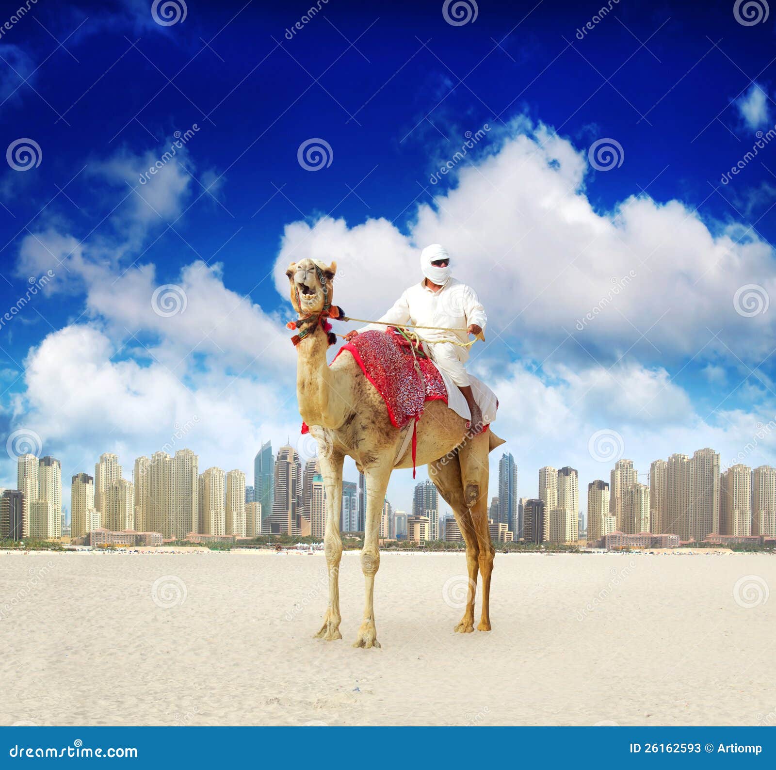 Camel on Dubai Marina Beach Stock Image - Image of large, head: 26162593