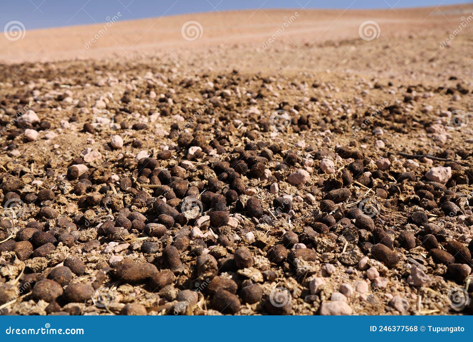 Camel dung in the desert stock photo. Image of moroccan - 246377568