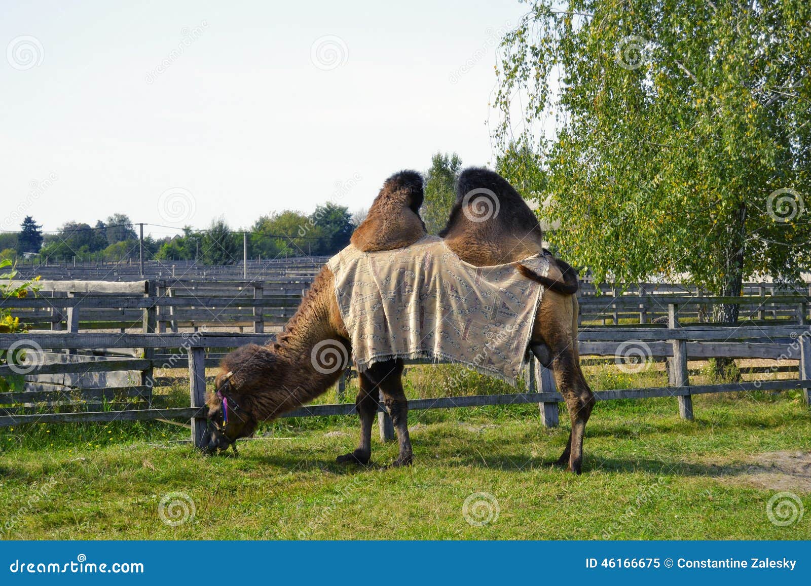 Camel eat grass stock image. Image of farm, forest, scenics - 46166675
