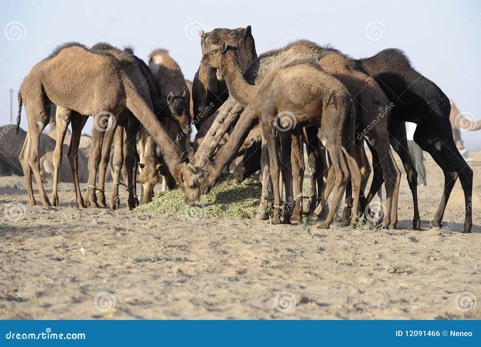 Camel eat leaf stock photo. Image of saharan, transportation - 12091466