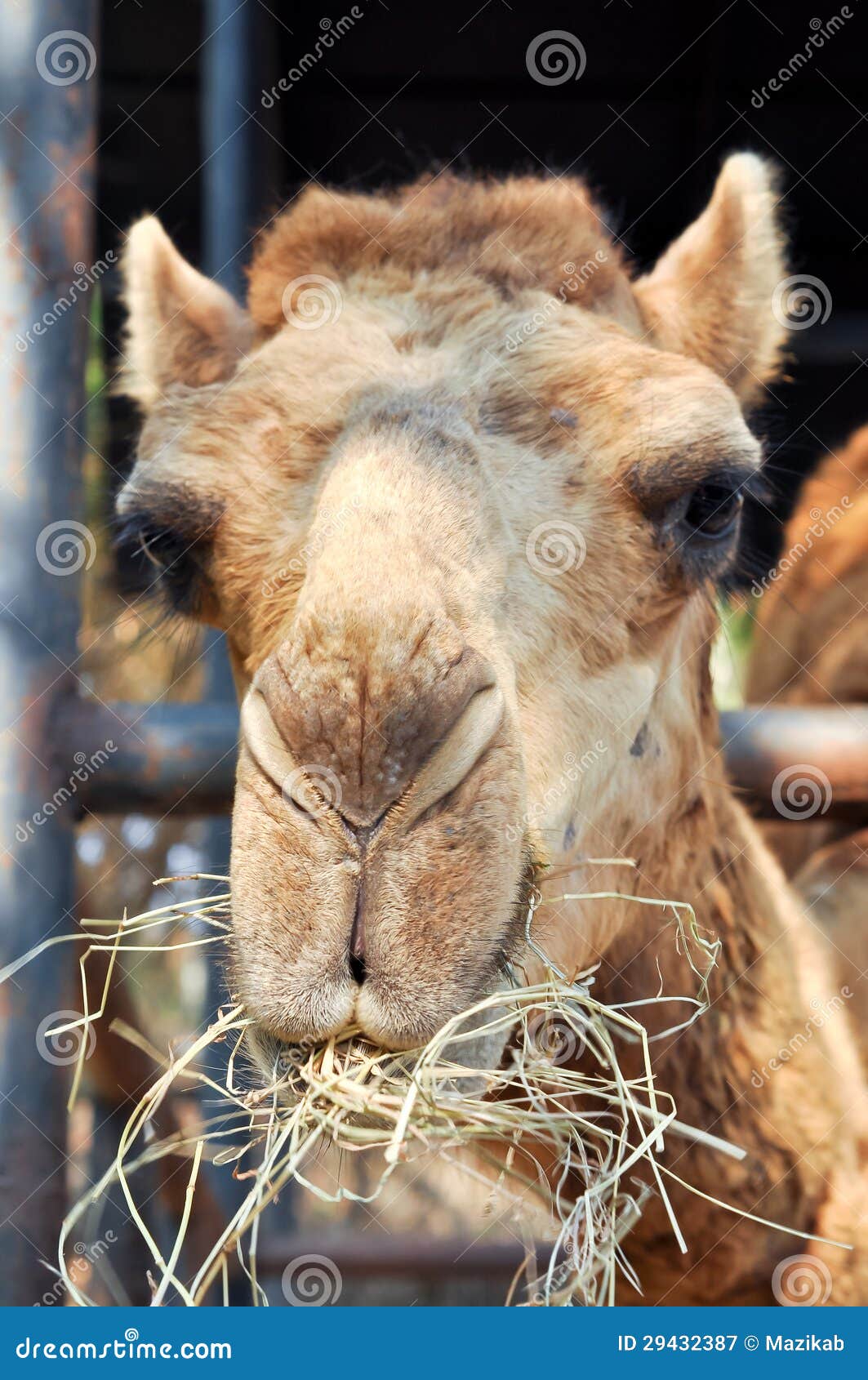 Camel eating stock image. Image of colorful, arabia, dromedary - 29432387