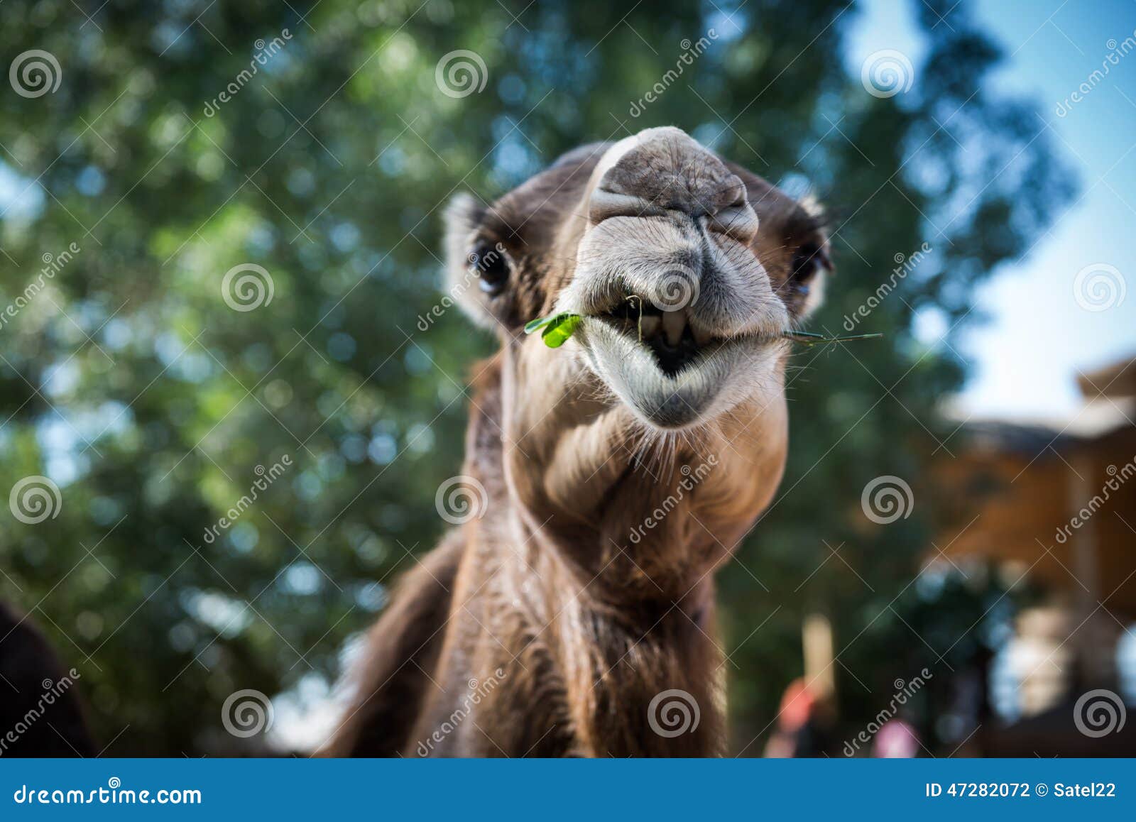 Camel eating stock photo. Image of green, brown, close - 47282072
