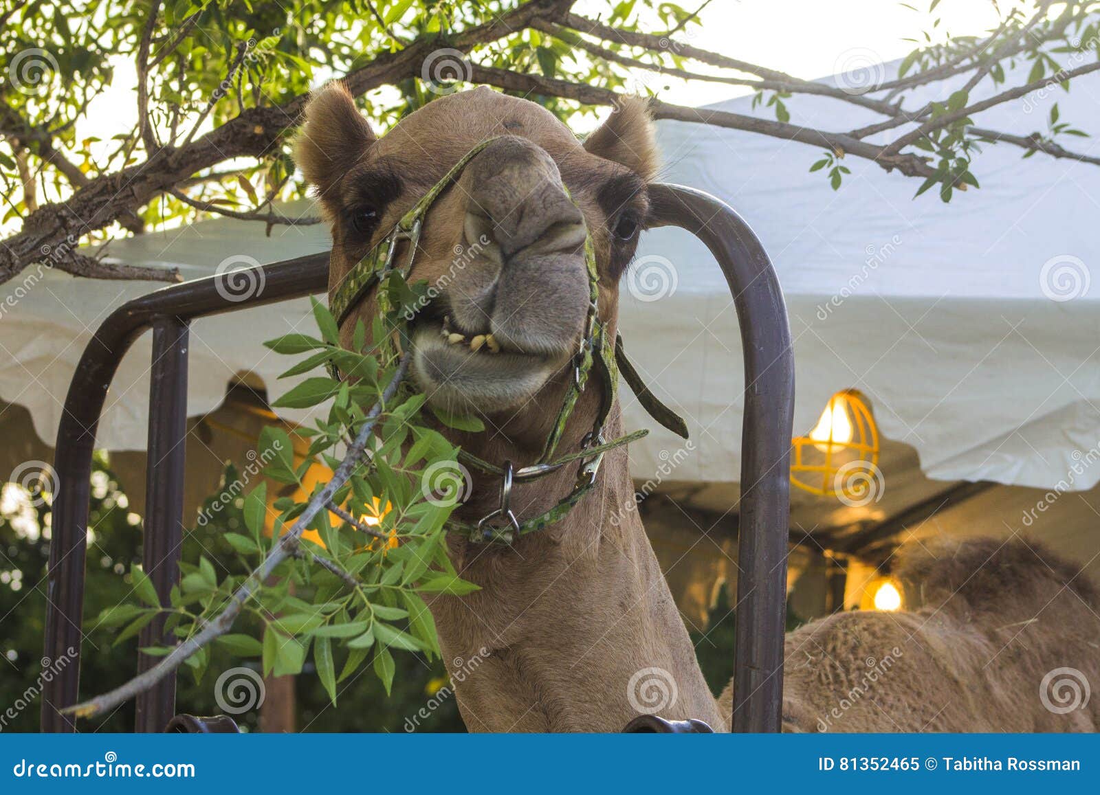 Camel Eating a branch stock image. Image of state, mammals - 81352465
