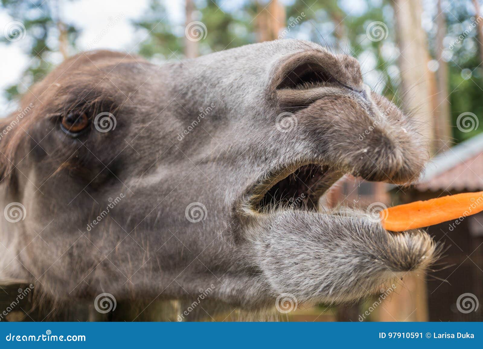 Camel eating carrot. stock image. Image of outdoors, side - 97910591