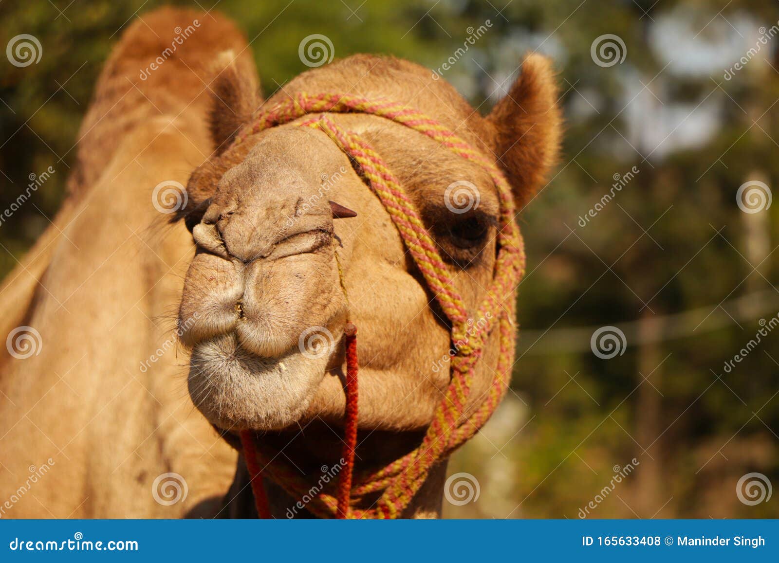Camel eating. stock photo. Image of india, choose, closeup - 165633408