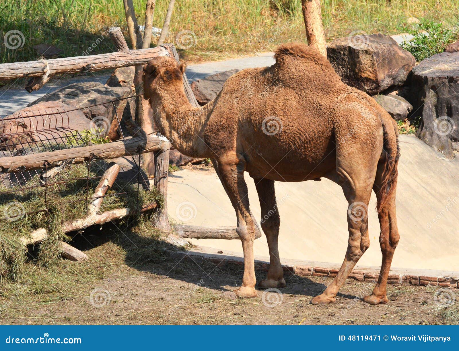 Camel eating stock image. Image of arabia, head, desert - 48119471