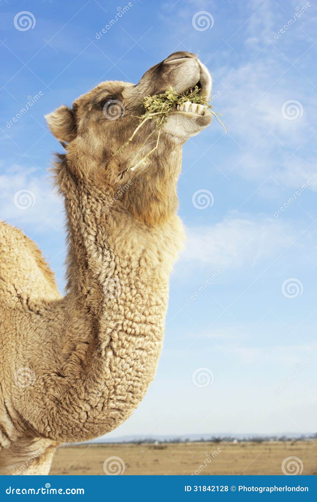 Camel Eating in Field Against Sky Stock Photo - Image of rural ...