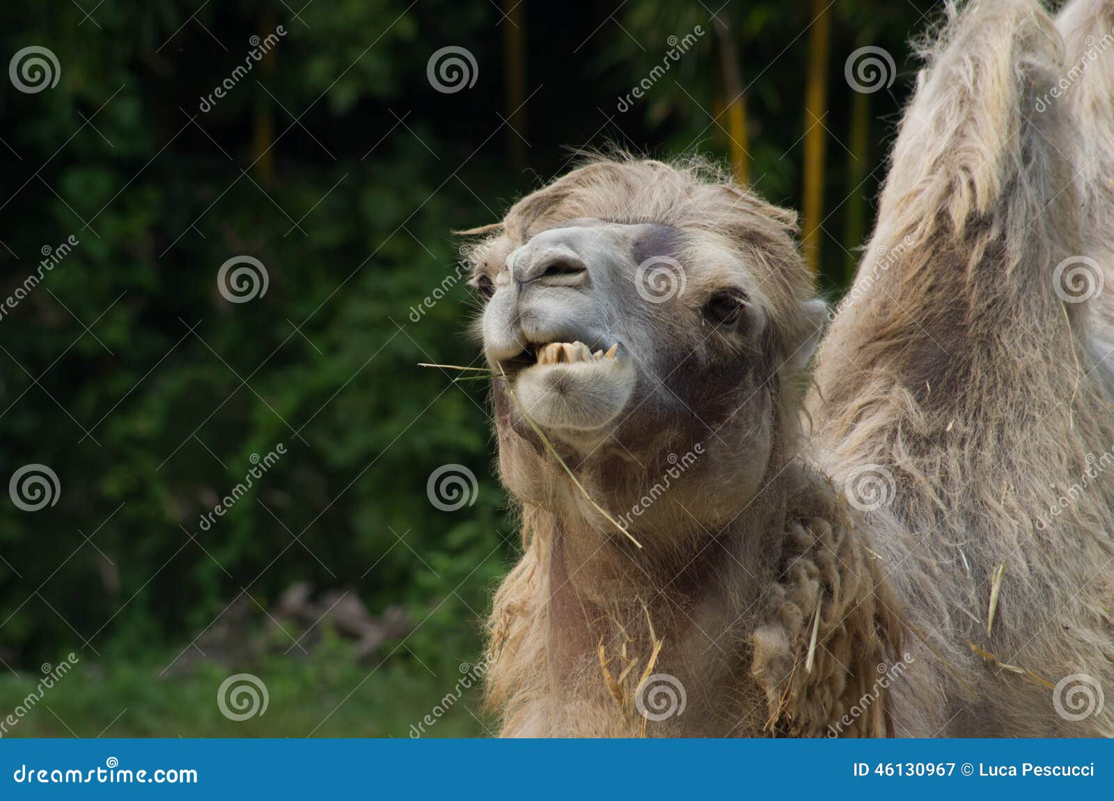 Camel eating grass stock image. Image of eastern, cute - 46130967