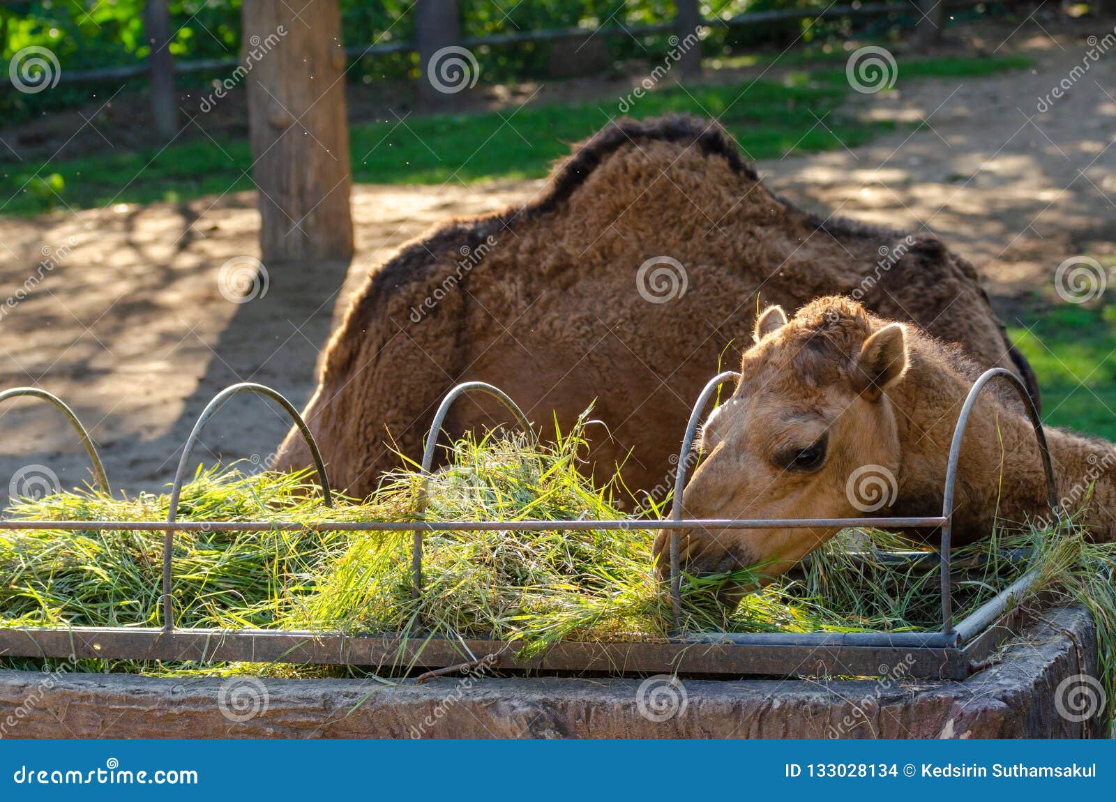 Camel eating green grass stock photo. Image of manger - 133028134