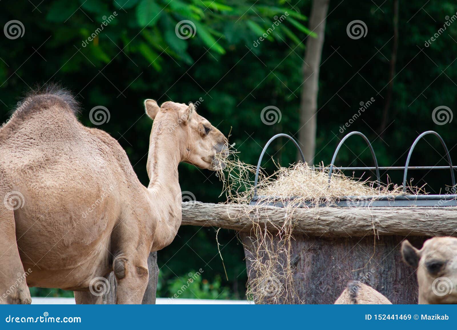 Camel stock image. Image of dromedary, chewing, hair - 152441469