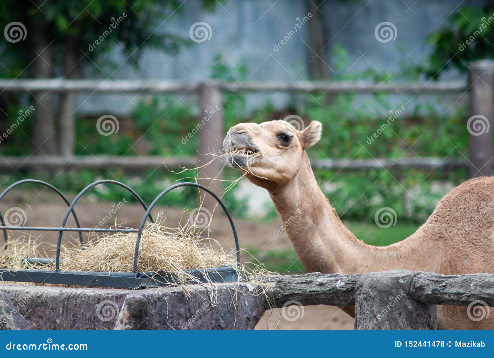 Camel stock photo. Image of hump, hoofed, desert, couple - 152441478
