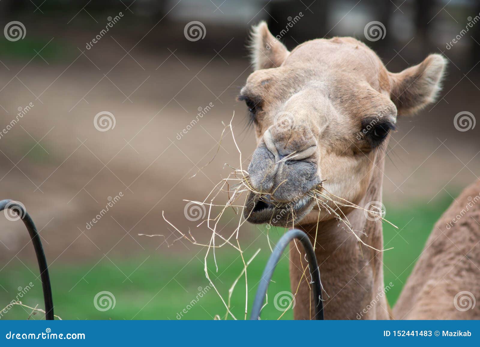 Camel stock image. Image of funny, hump, head, cute - 152441483