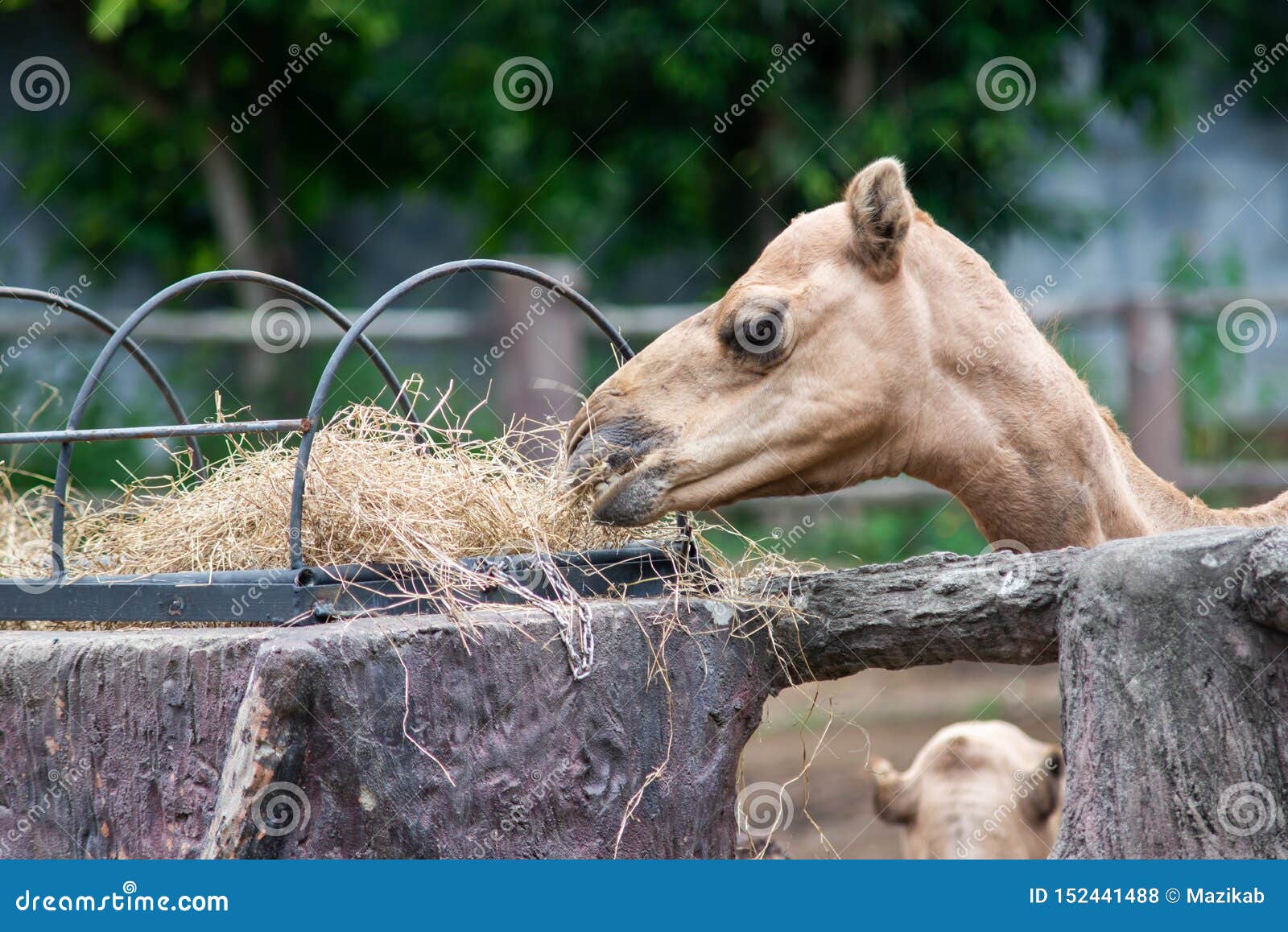 Camel stock photo. Image of brown, dromedary, funny - 152441488
