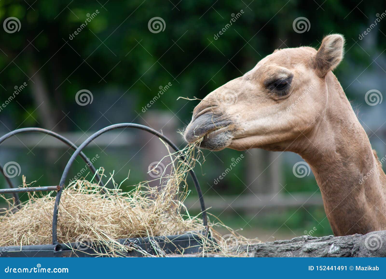 Camel stock image. Image of desert, adorable, livestock - 152441491