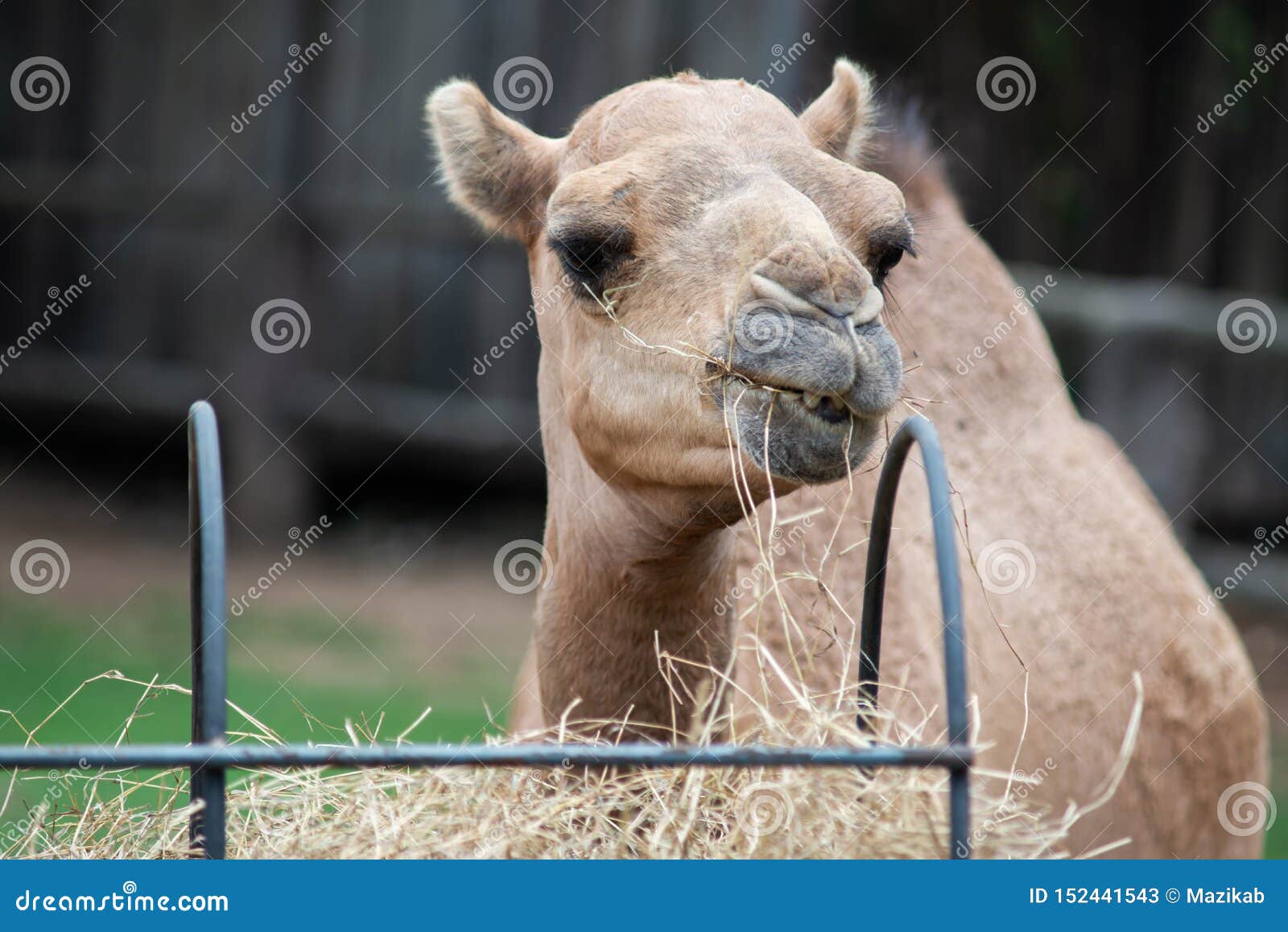 Camel stock image. Image of grass, face, camelidae, farm - 152441543