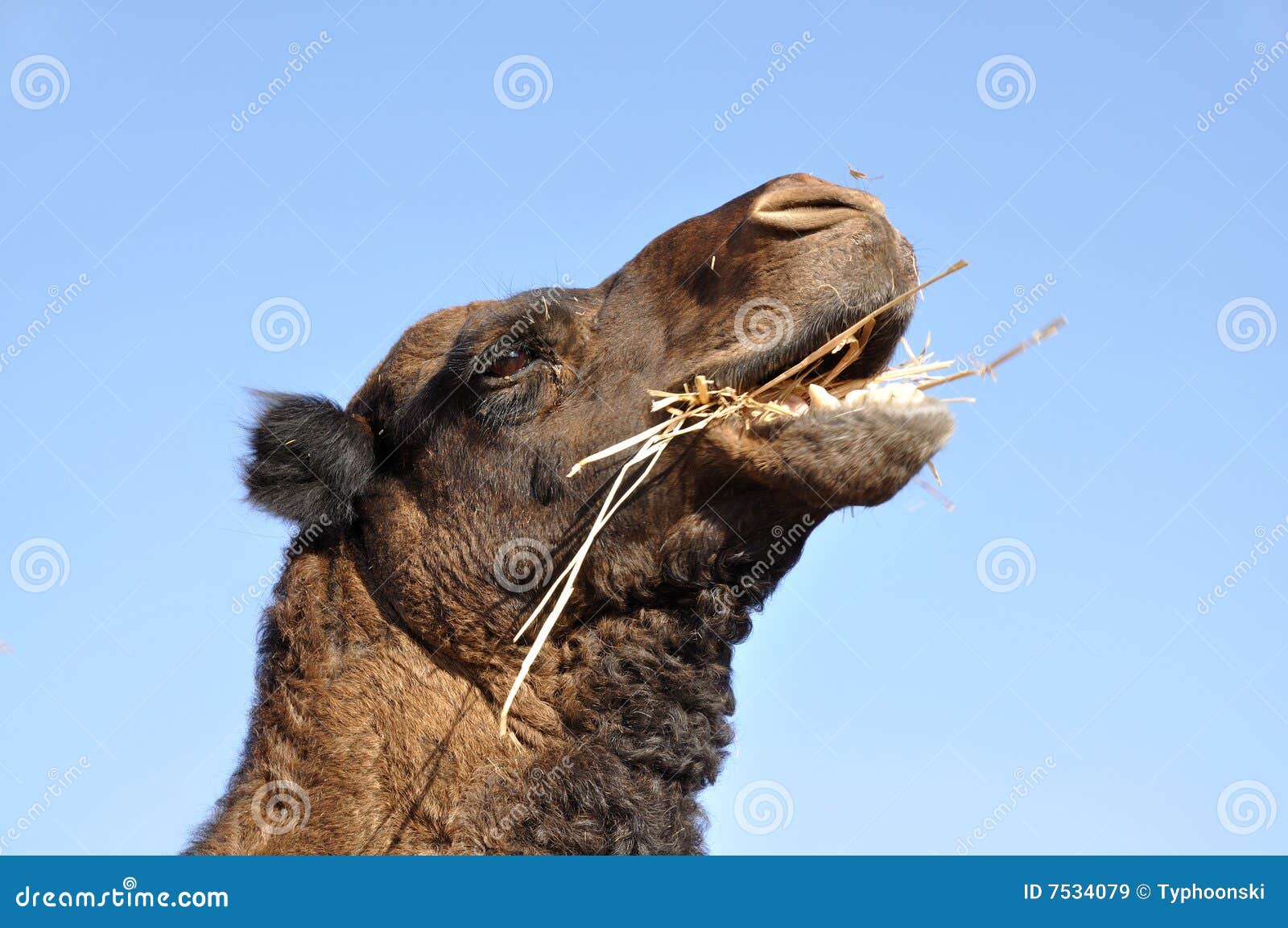 Camel eating hay stock image. Image of africa, mouth, portrait - 7534079