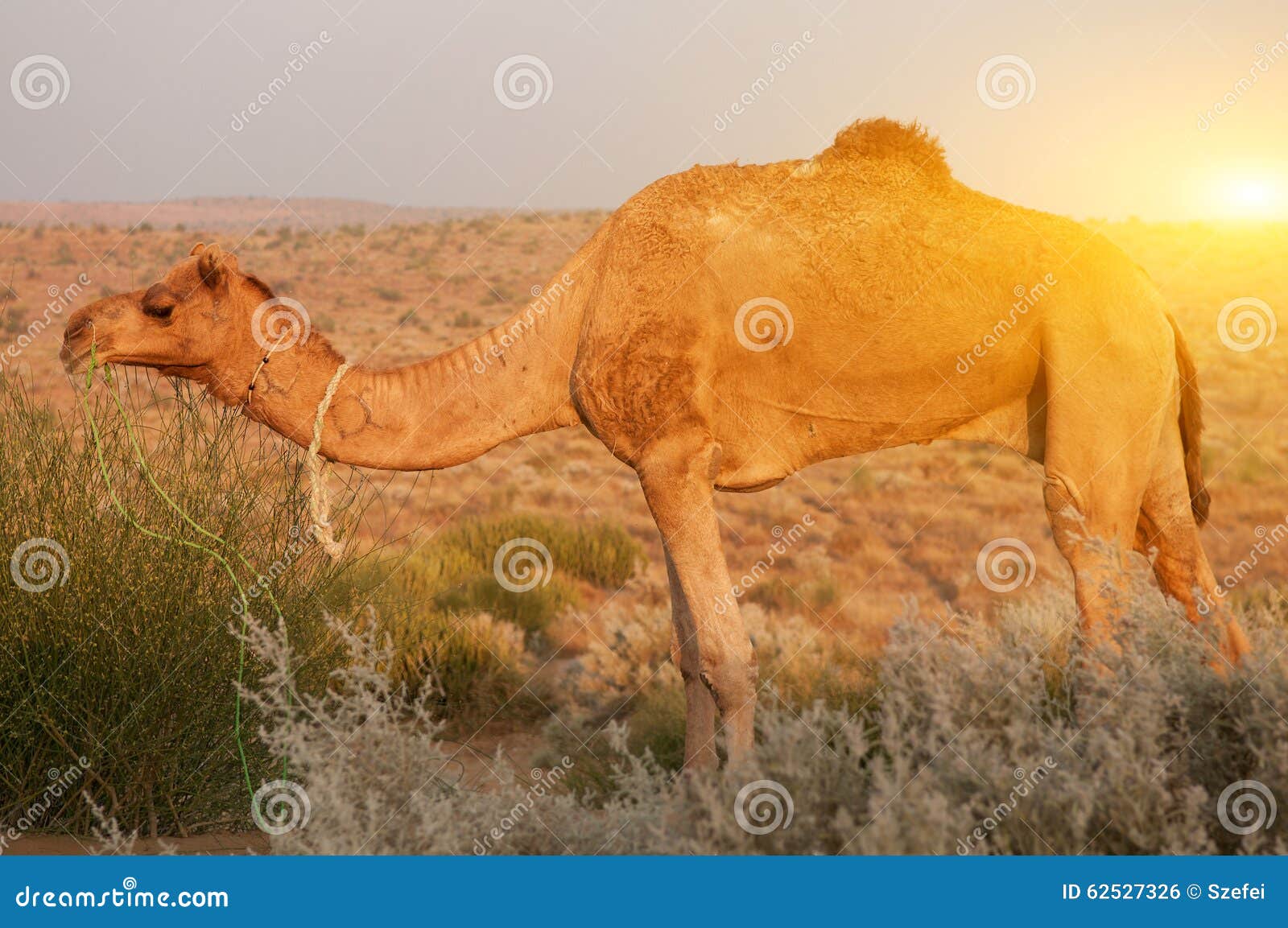 Camel eating stock photo. Image of nature, rajasthan - 62527326