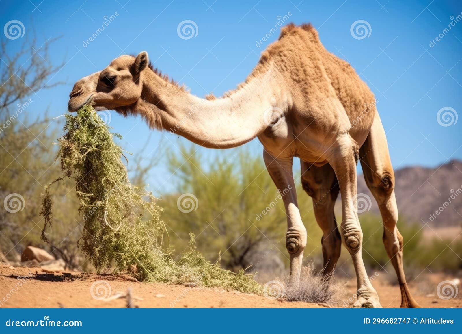 Camel Eating Thorny Bushes in a Desert Stock Illustration ...